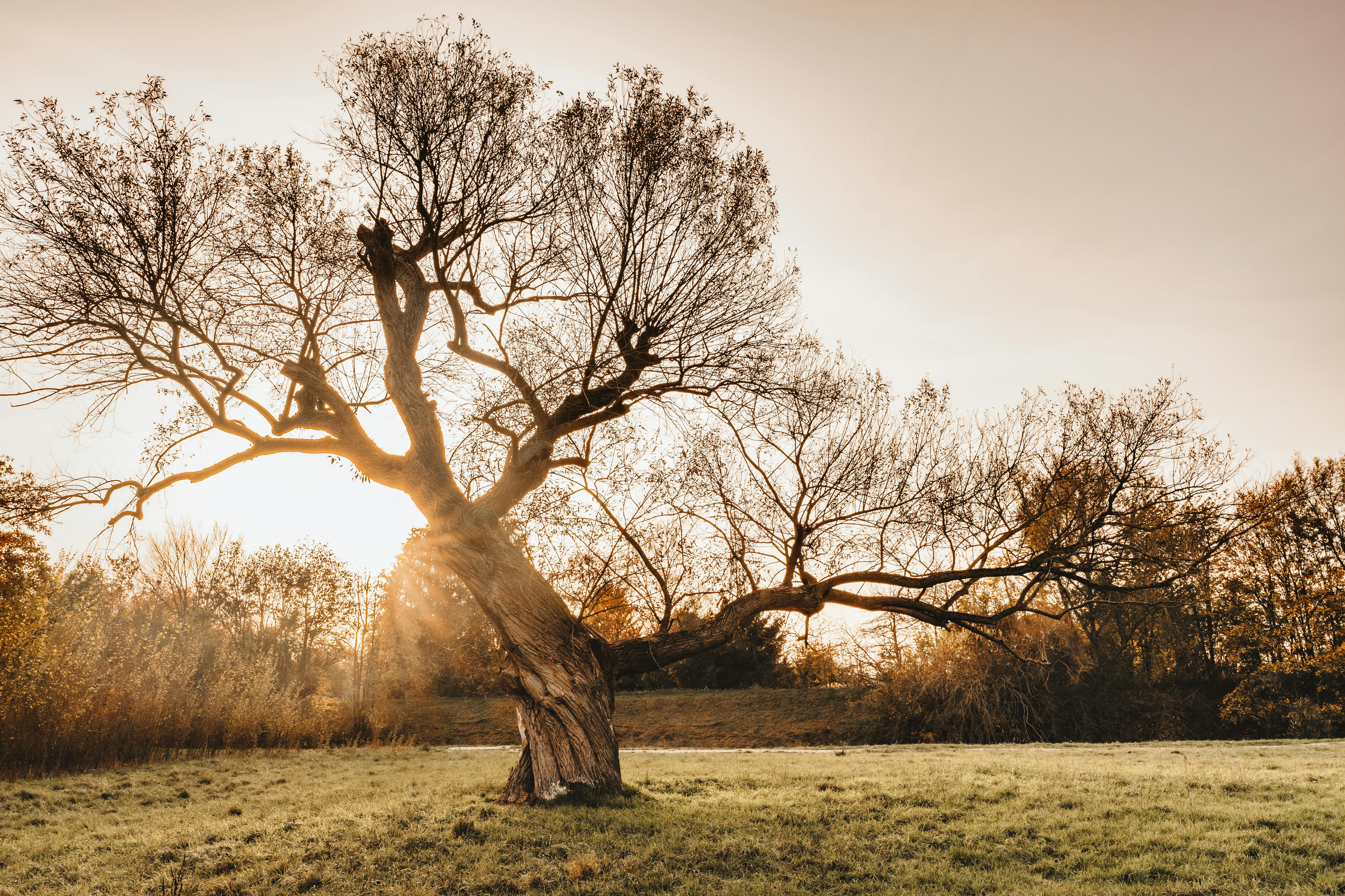 Leafless Old Tree at Sunset · Free Stock Photo