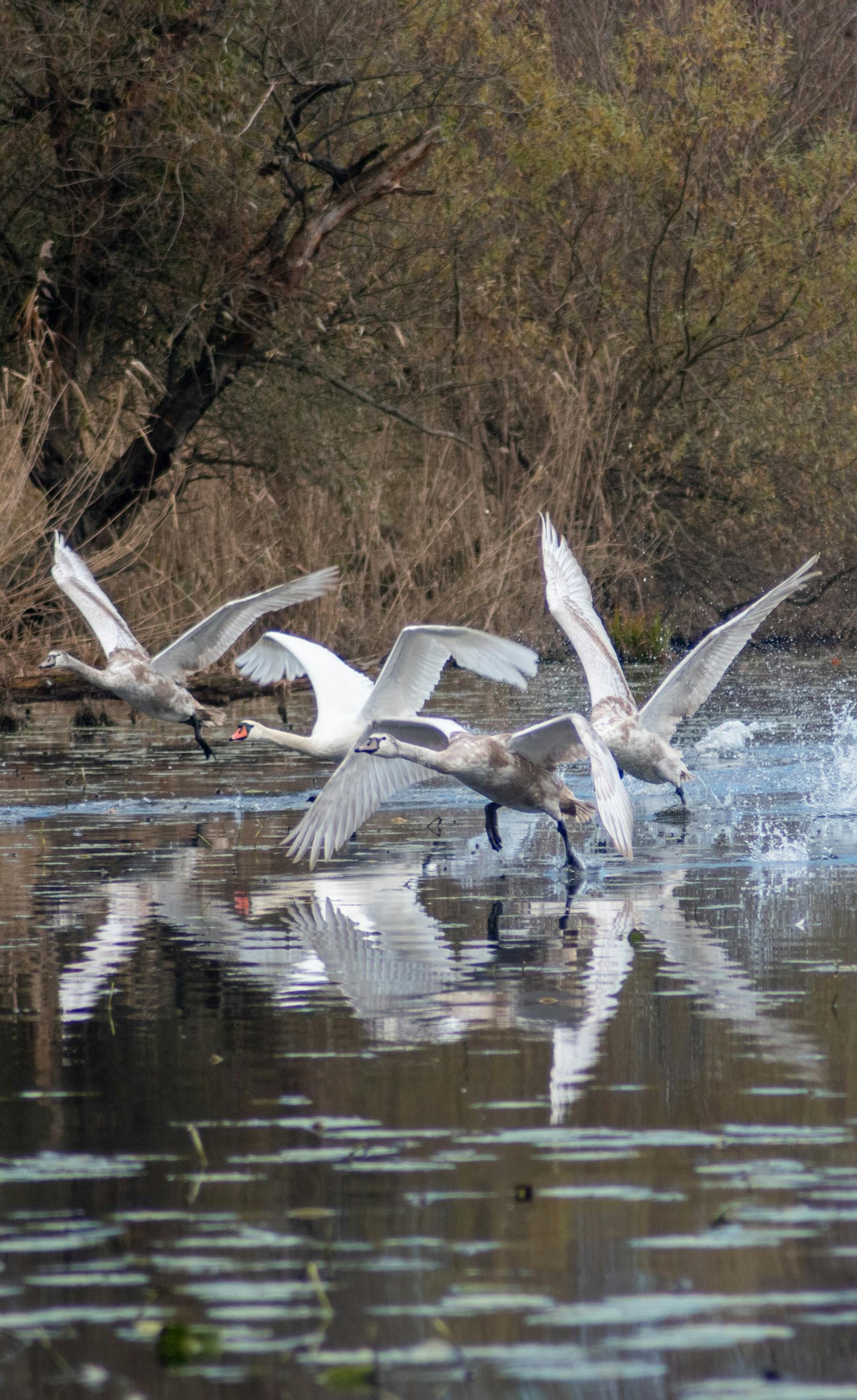 Flying Swans Photos, Download The BEST Free Flying Swans Stock Photos ...