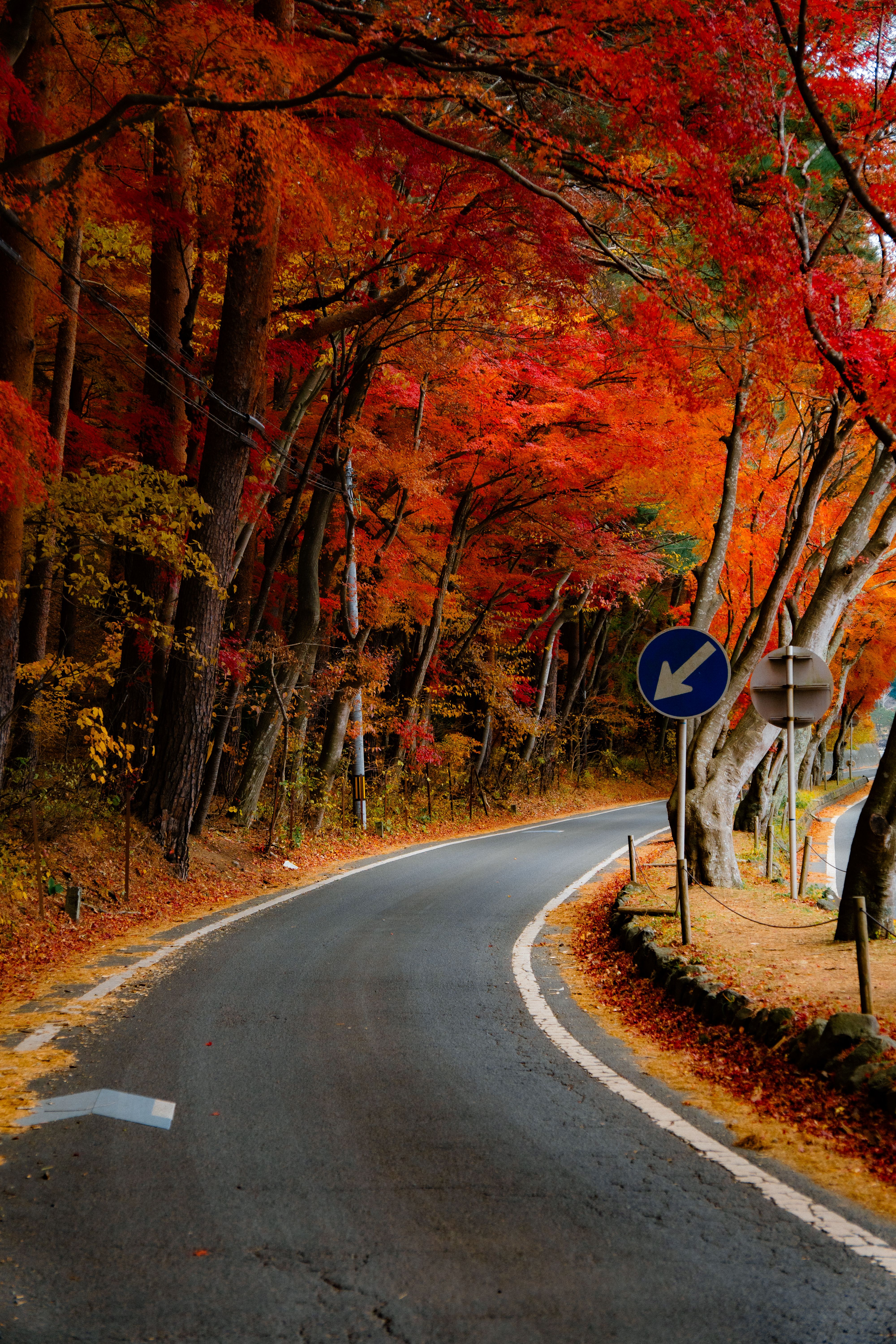 Japanese Maple Trees Along Narrow Road in Japan · Free Stock Photo