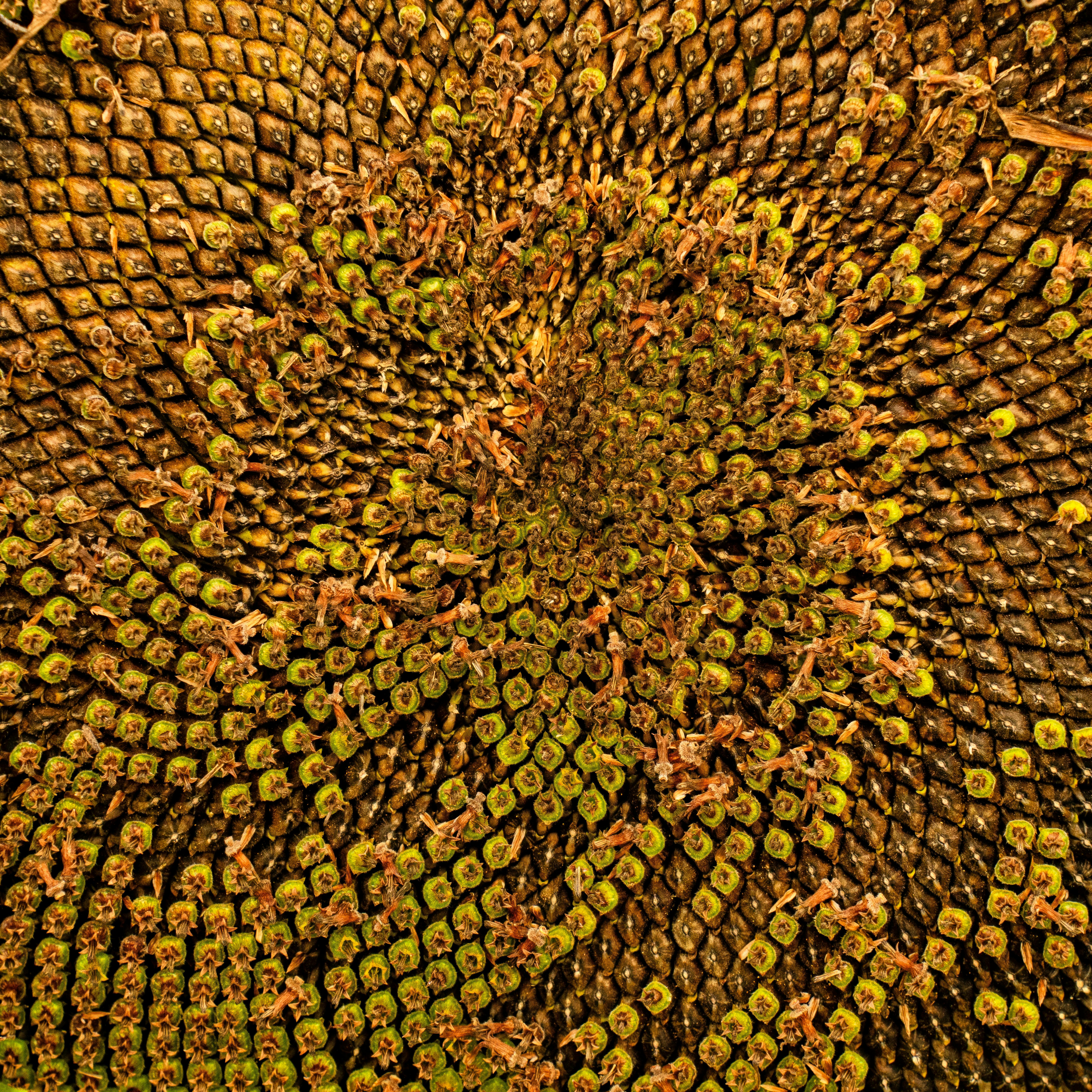Close-Up Photo of a Sunflower Seed Pod · Free Stock Photo