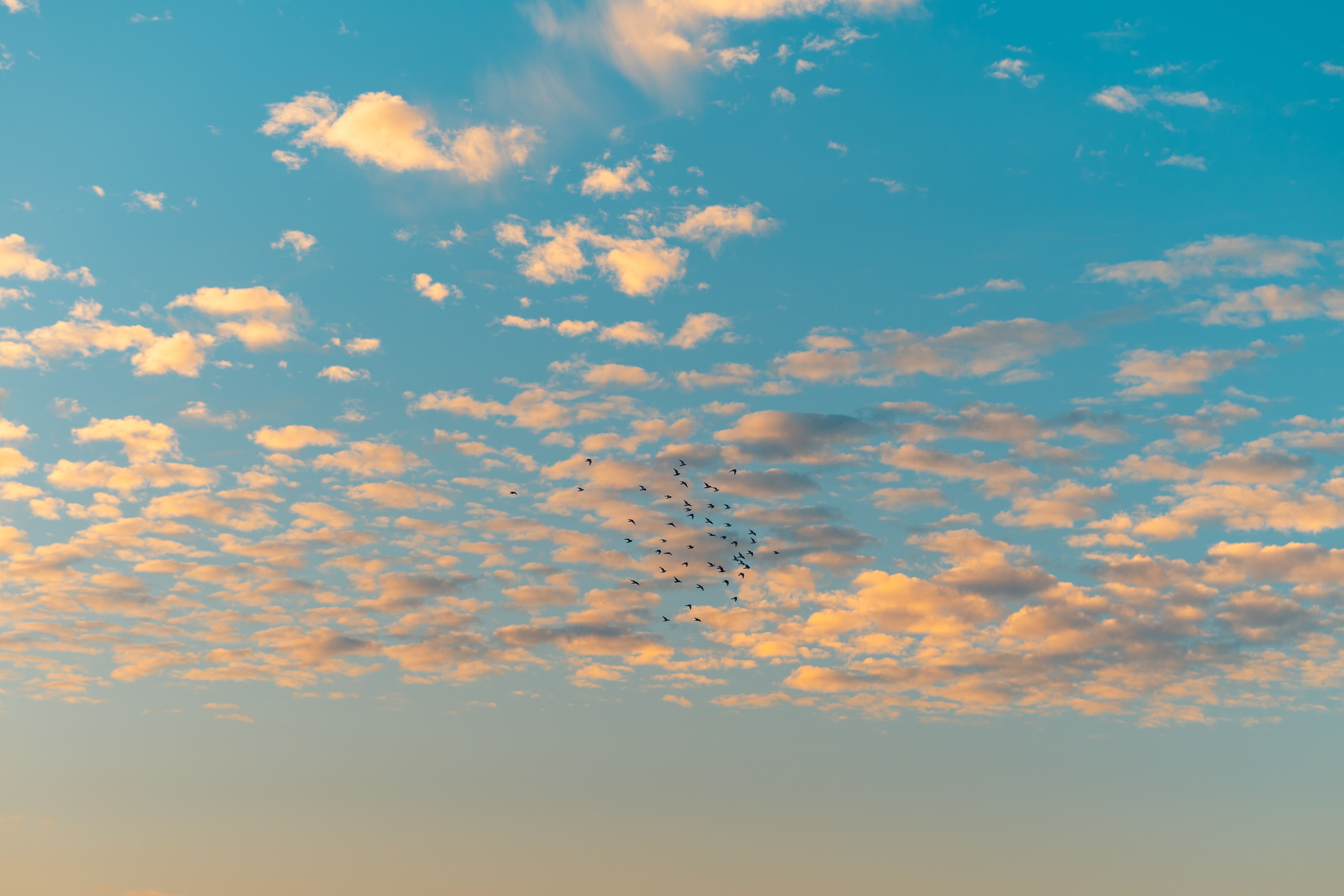 Flock of Birds on Sky · Free Stock Photo