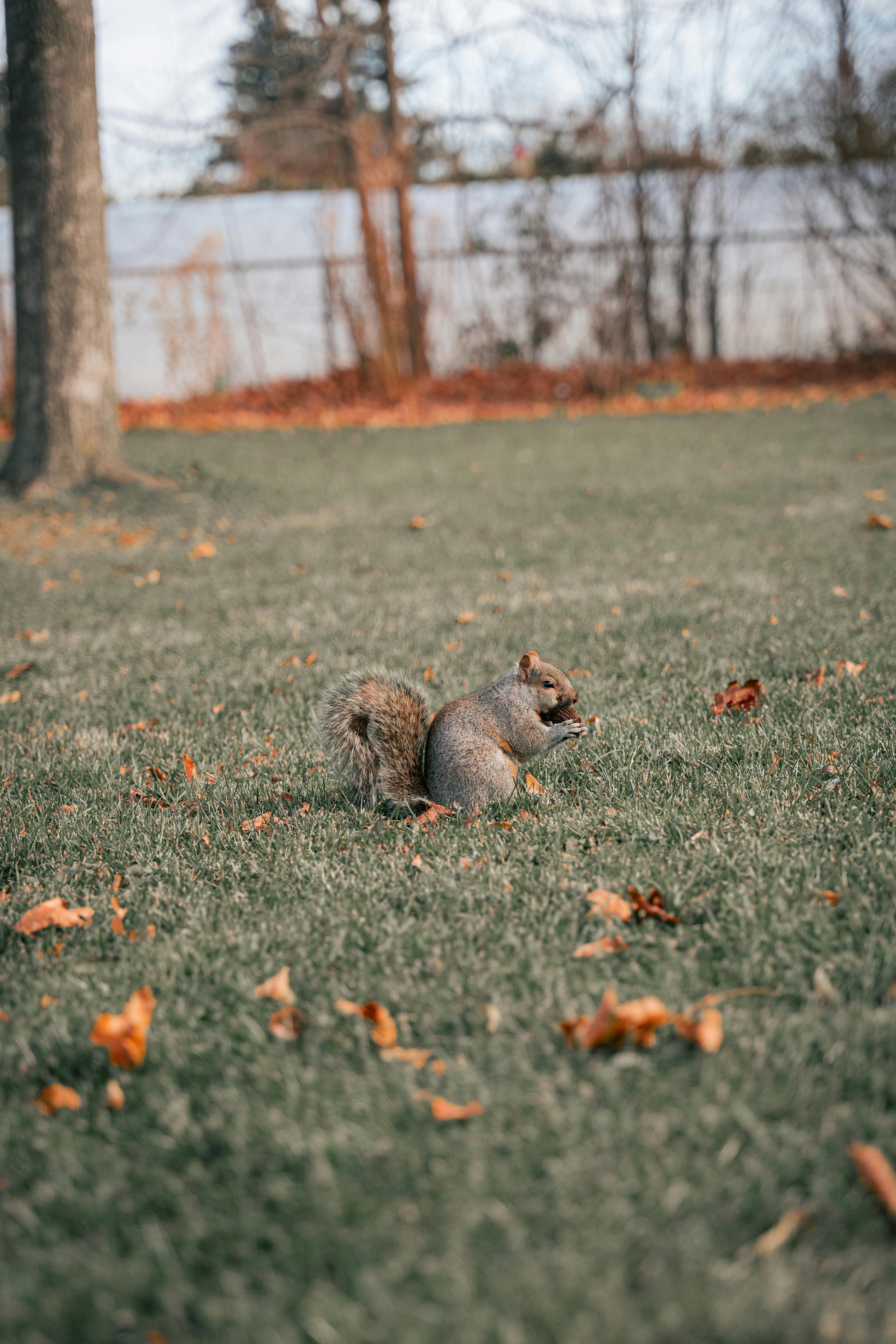 Squirrel on Grass · Free Stock Photo