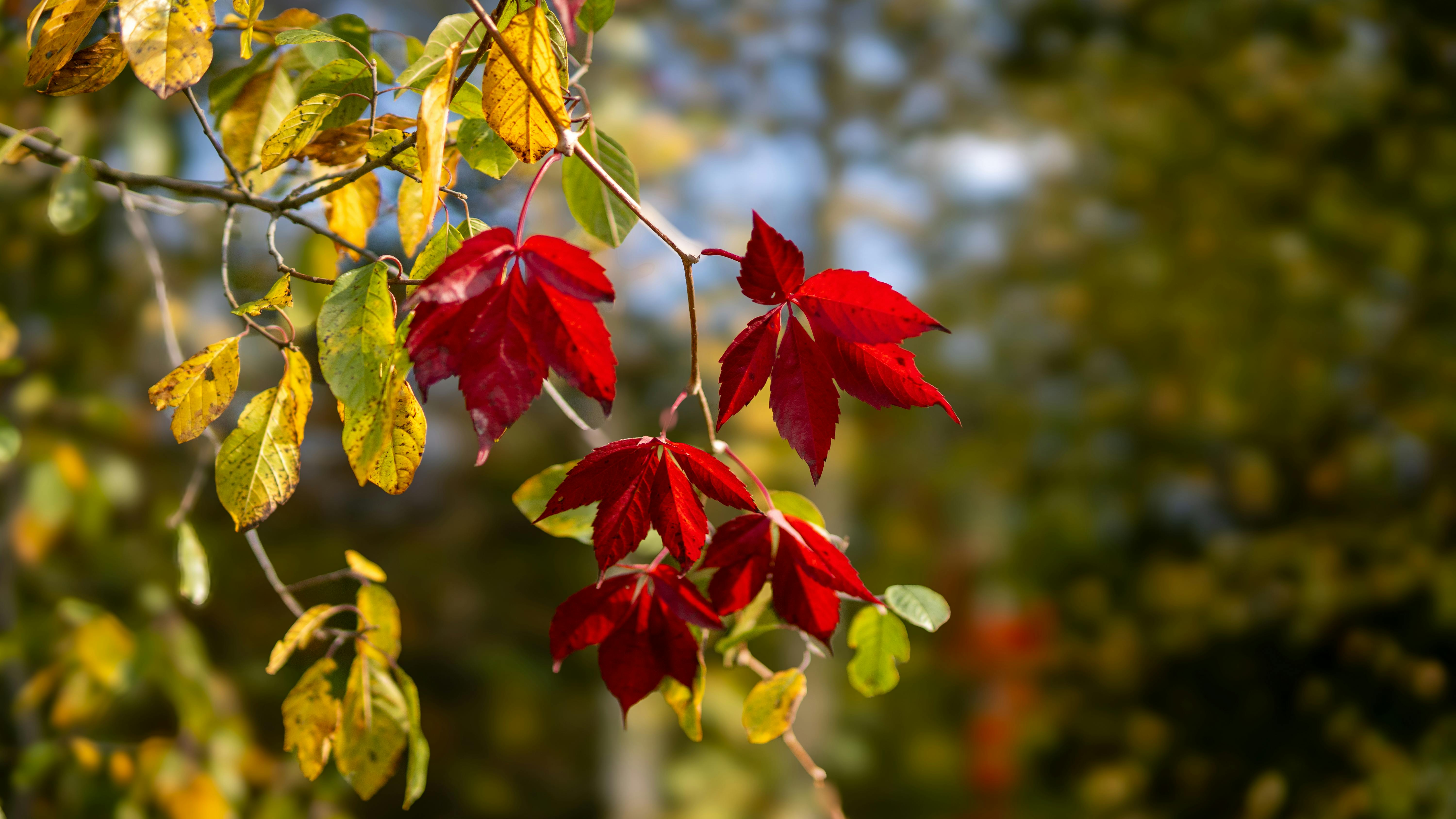 Close-up of Bright Red Autumnal Leaves · Free Stock Photo