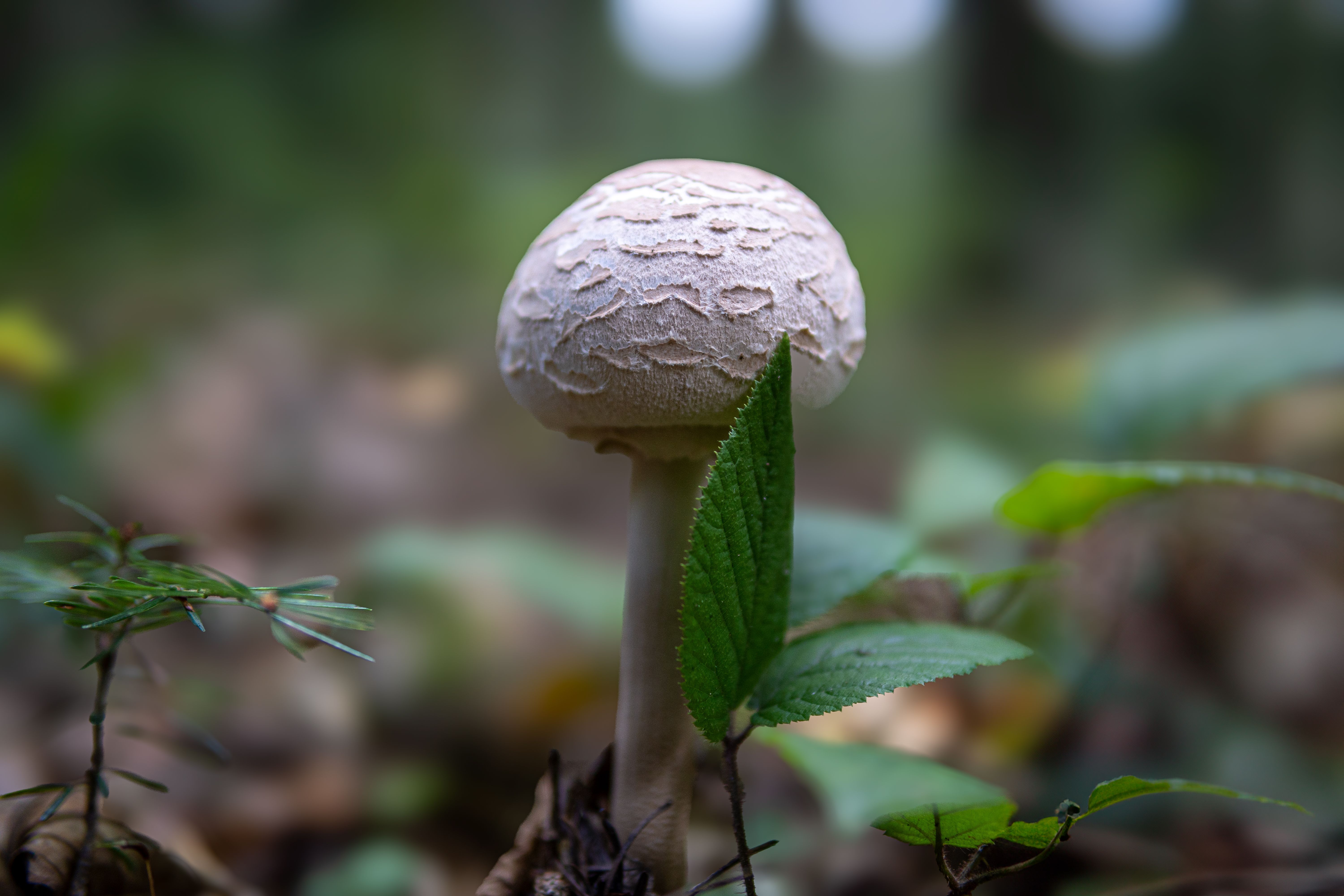 Texture of Mushroom · Free Stock Photo