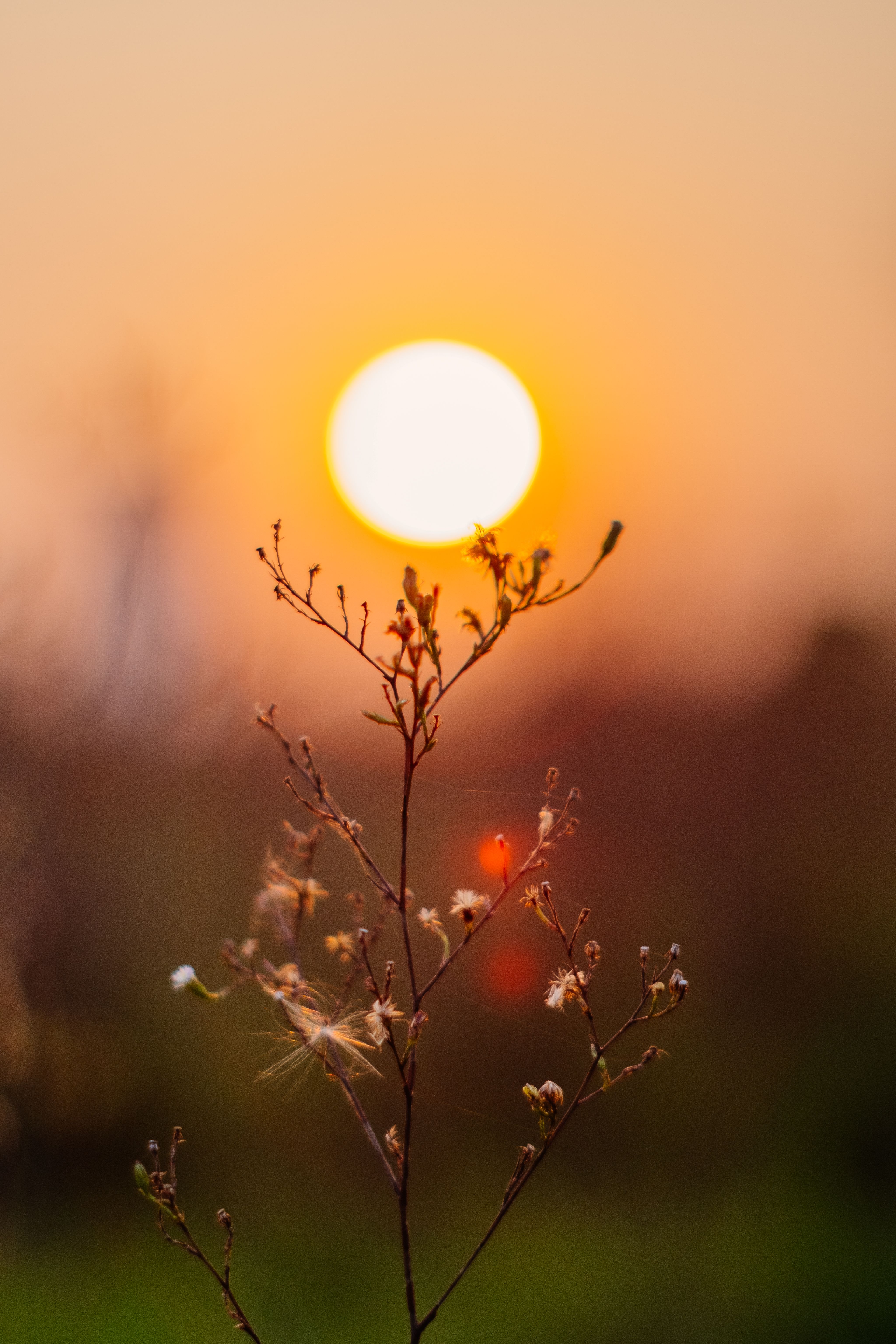 Plant at Dawn · Free Stock Photo