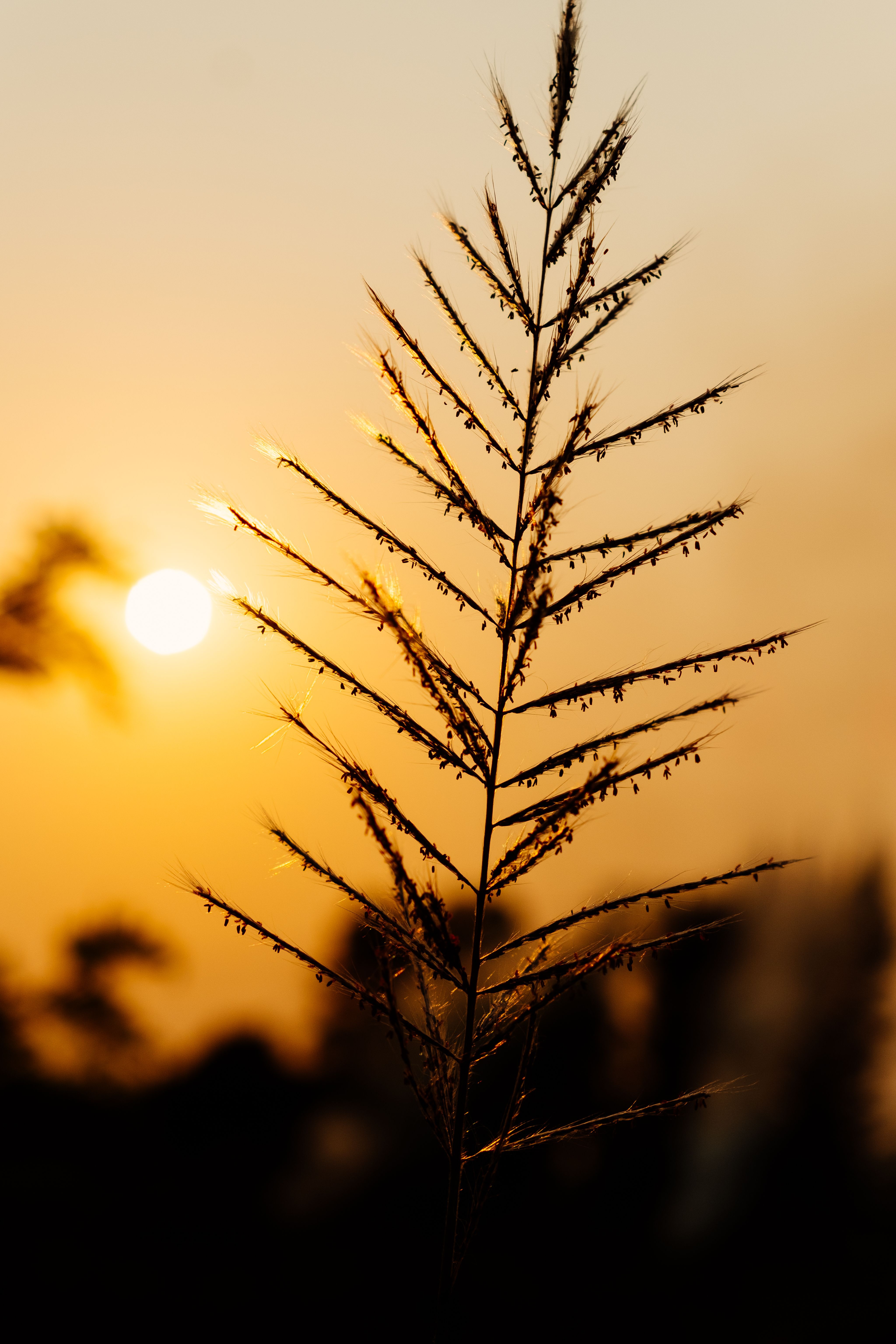 Close up of Plant at Sunset · Free Stock Photo