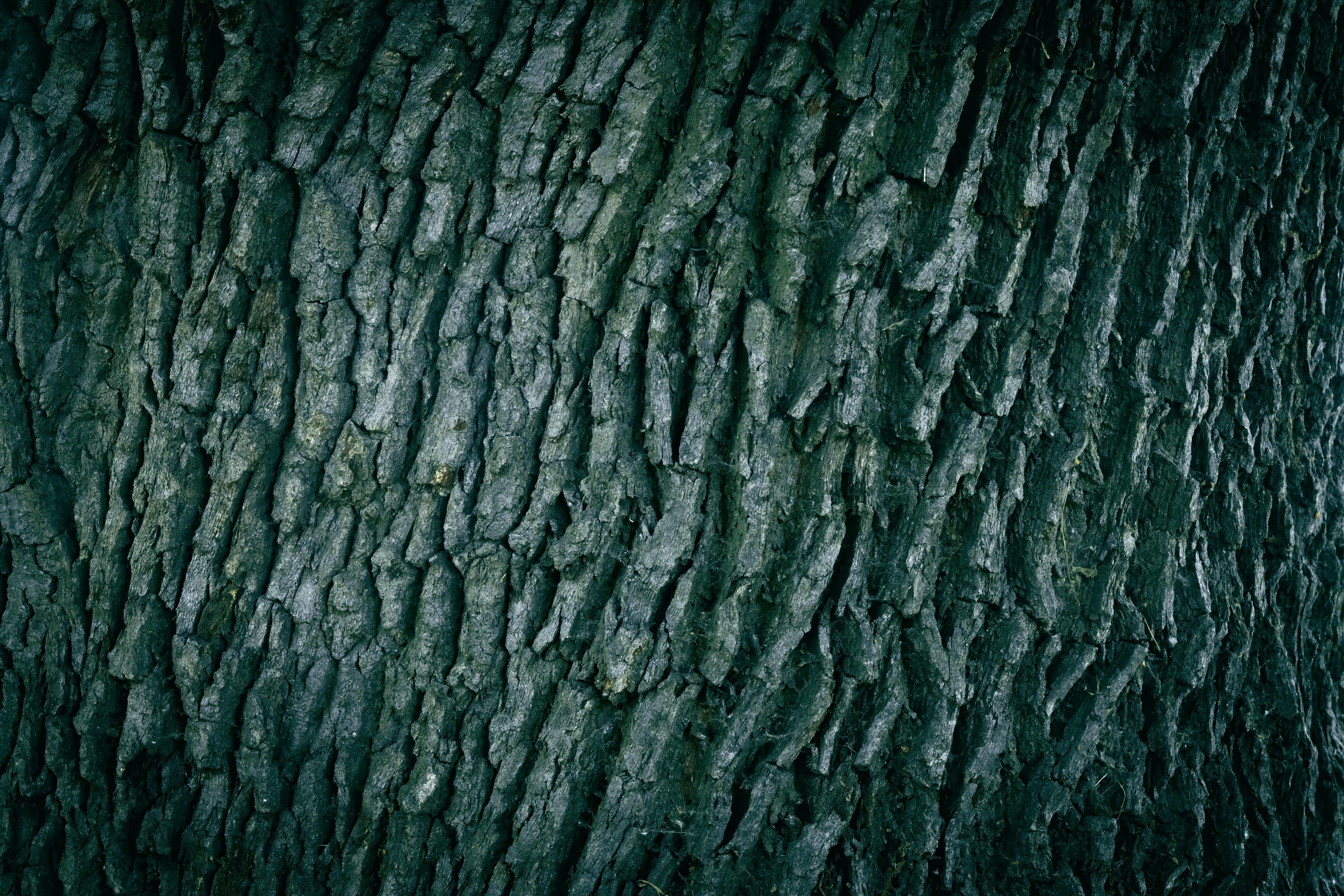 Old Oak tree bark pattern texture · Free Stock Photo