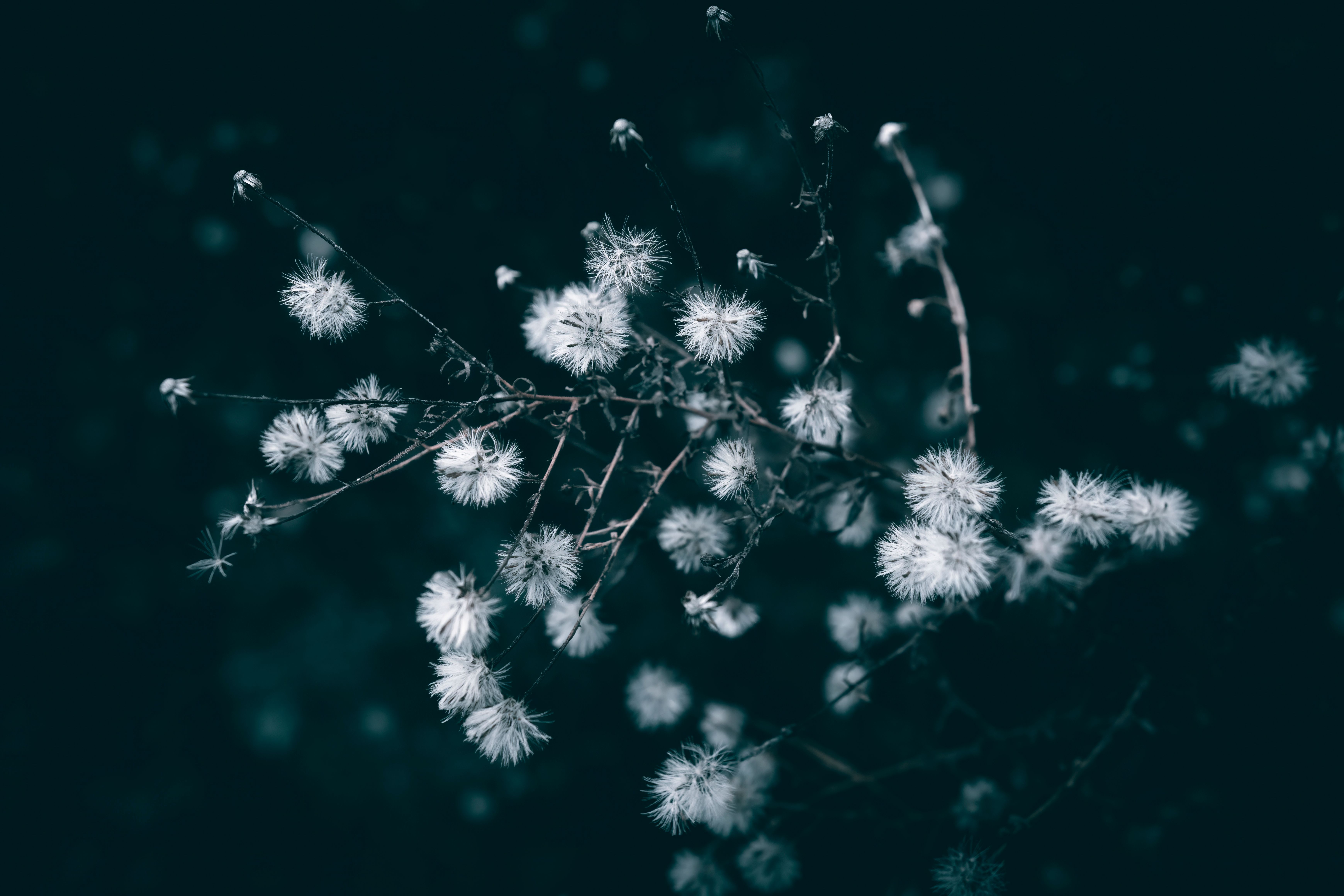 White fluffy flower seeds on a meadow · Free Stock Photo