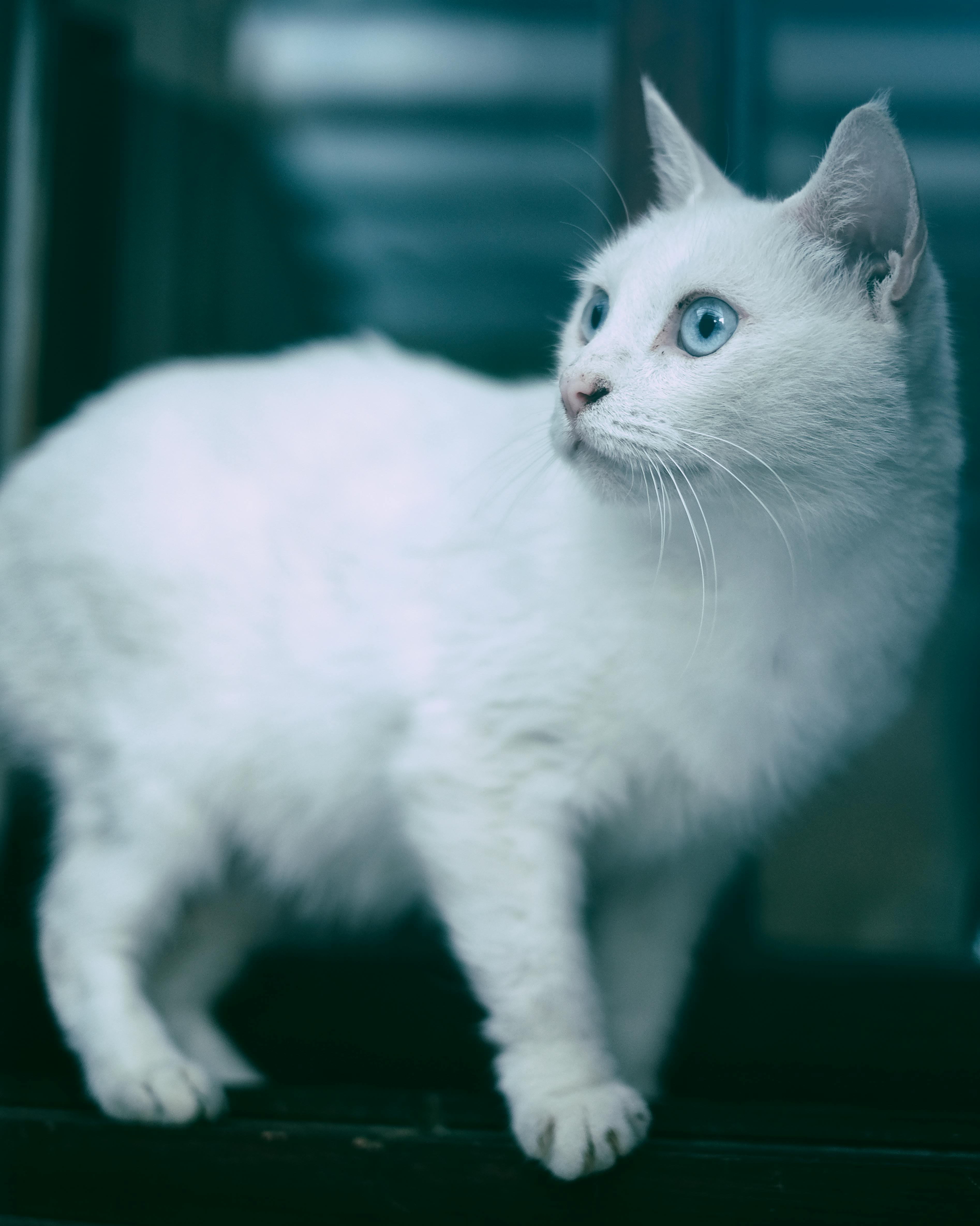 White Cat Desktop Wallpaper Photos, Download The BEST Free White Cat ...