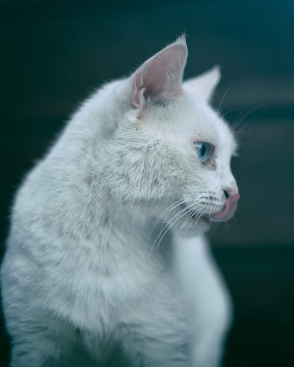 Cat Licking Screen Photos, Download The BEST Free Cat Licking Screen ...