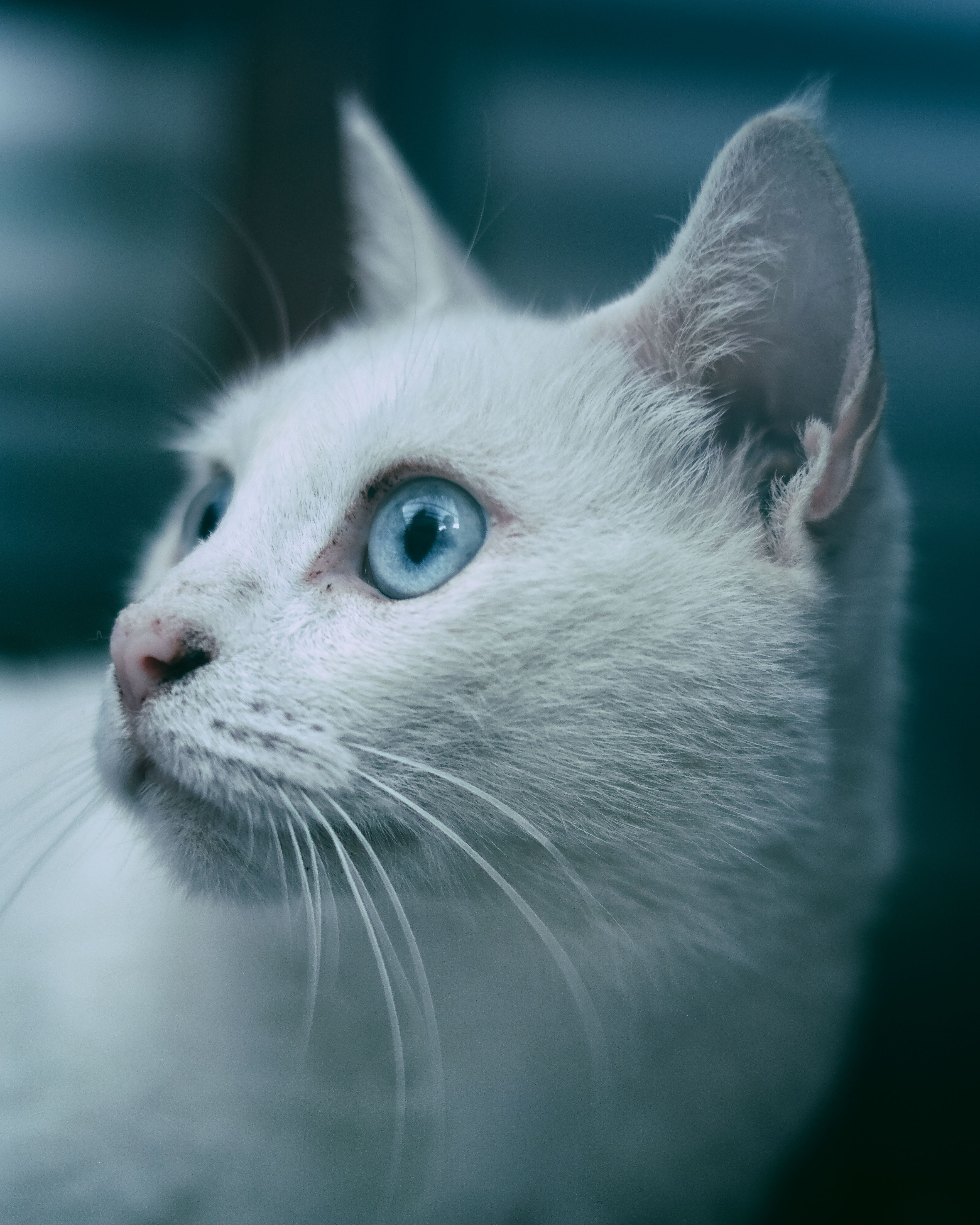White Cat Head · Free Stock Photo