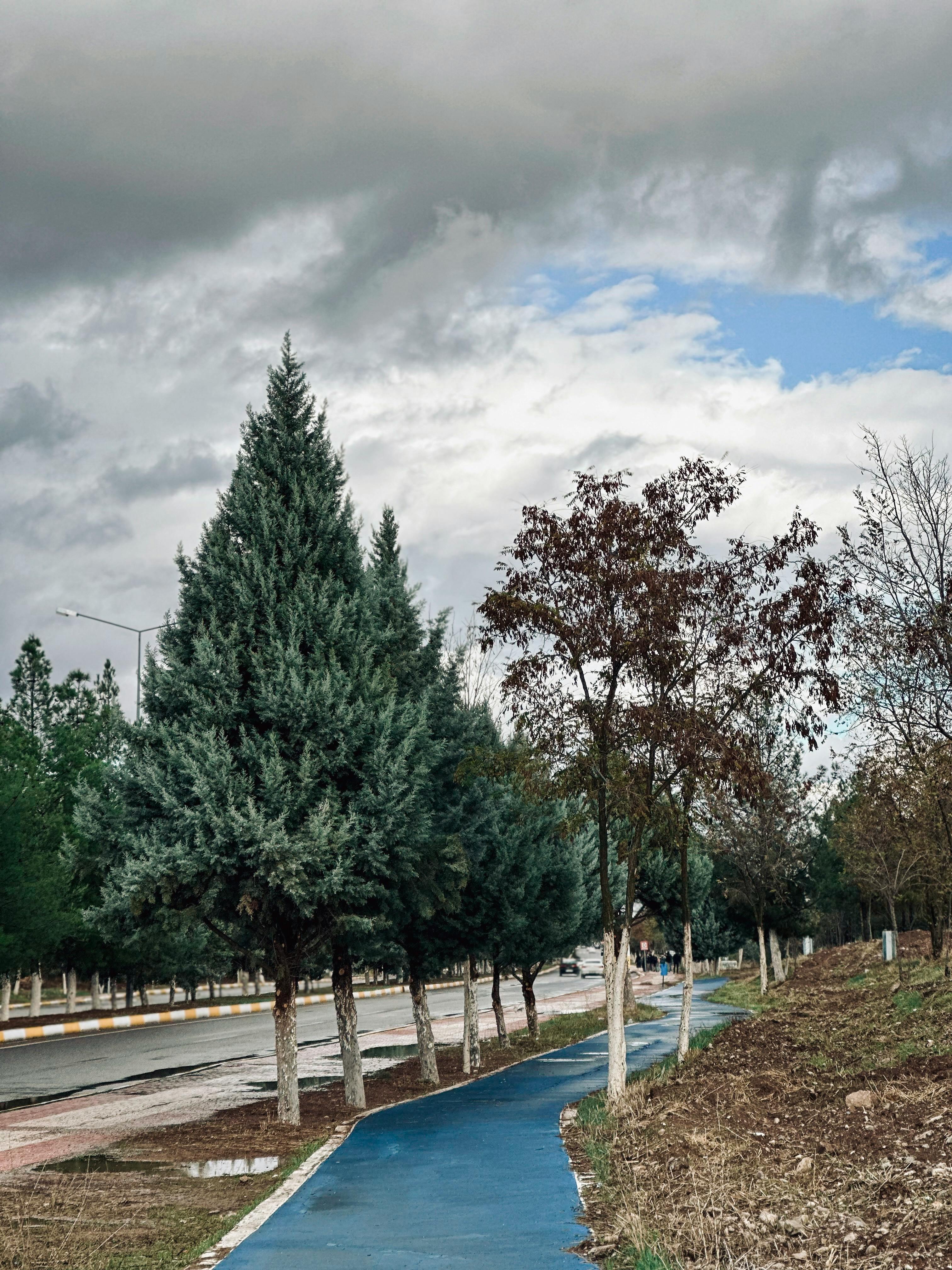 Conical Cypress Trees Growing along a Road · Free Stock Photo