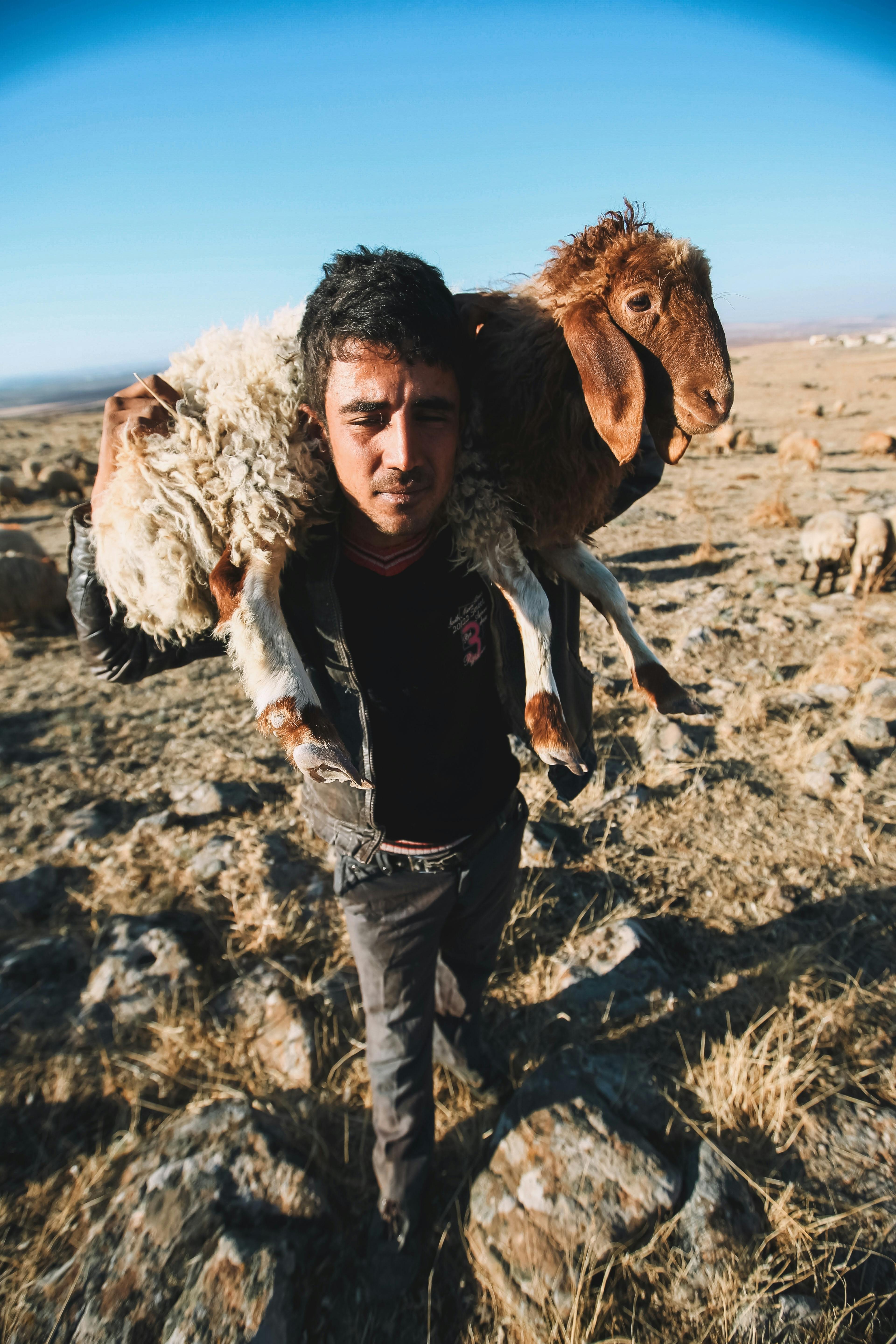 Katahdin Sheep Photos, Download The BEST Free Katahdin Sheep Stock ...