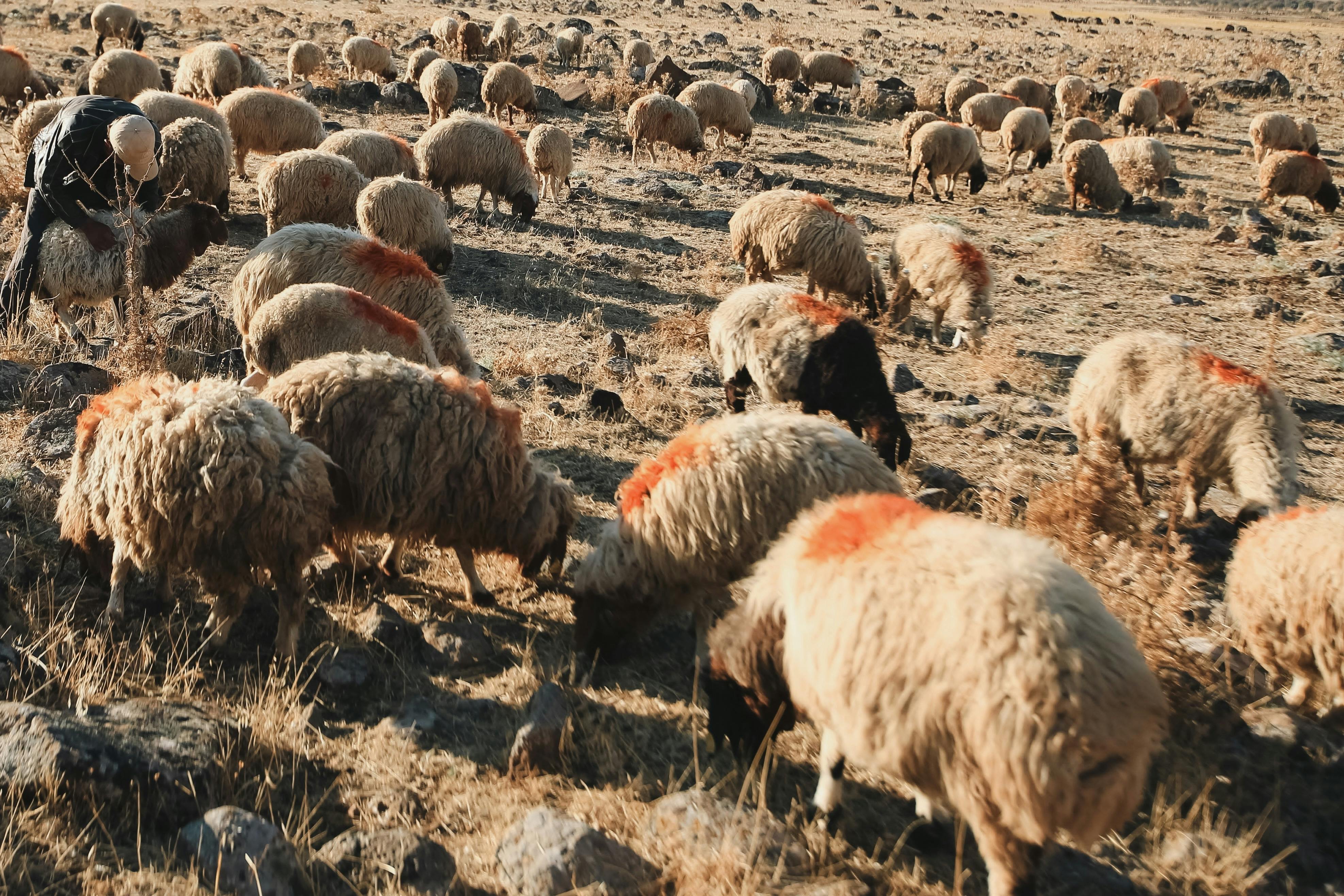 Katahdin Sheep Photos, Download The BEST Free Katahdin Sheep Stock ...