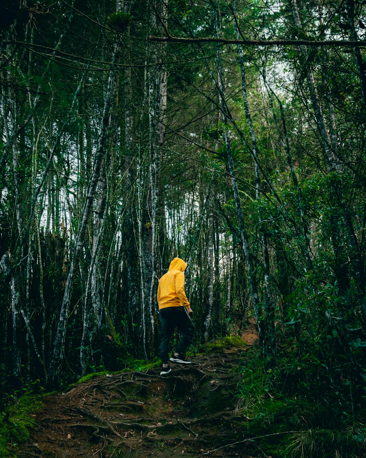 Man Walking Forest Photos, Download The BEST Free Man Walking Forest ...