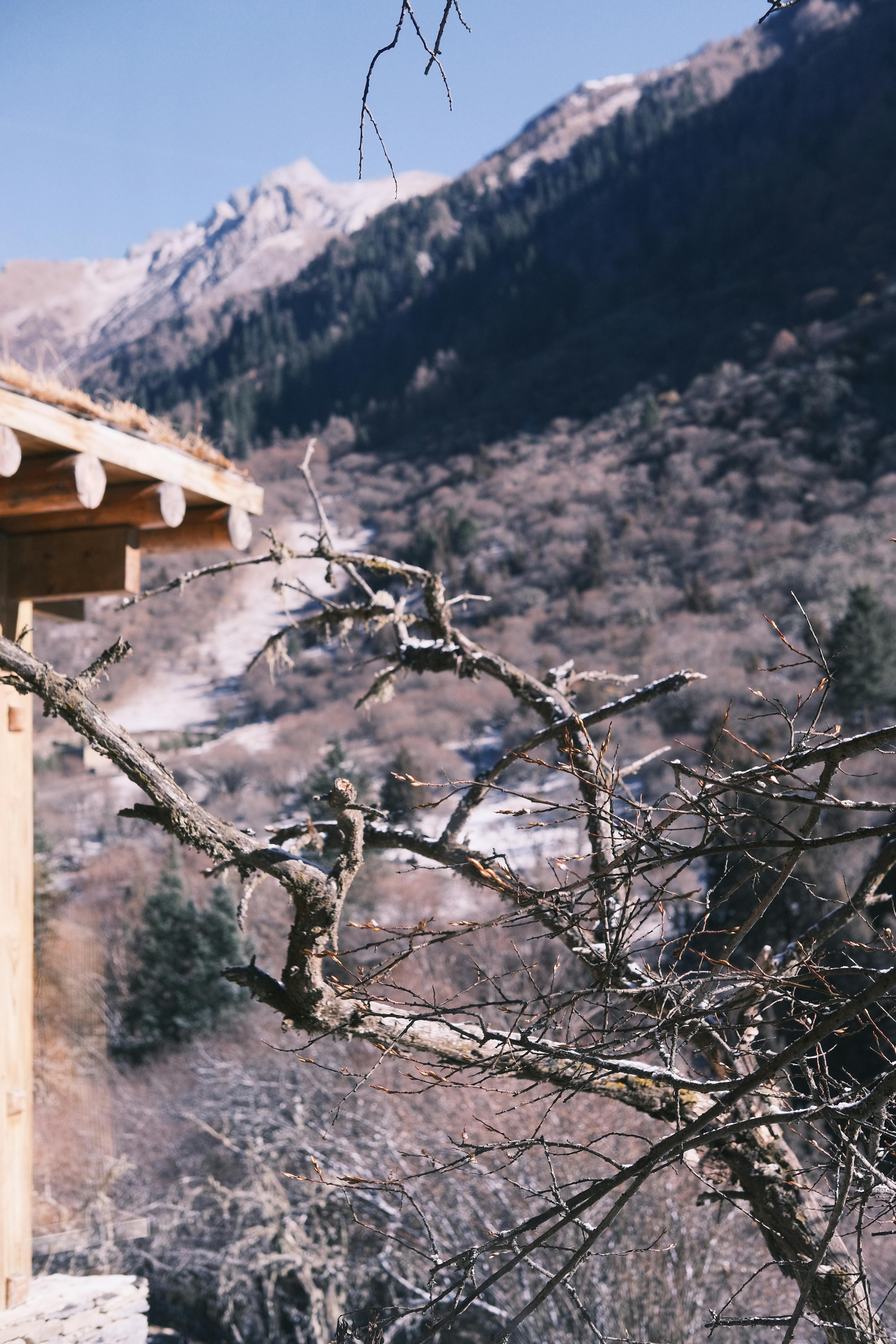 Chinar Tree Photos, Download The BEST Free Chinar Tree Stock Photos ...