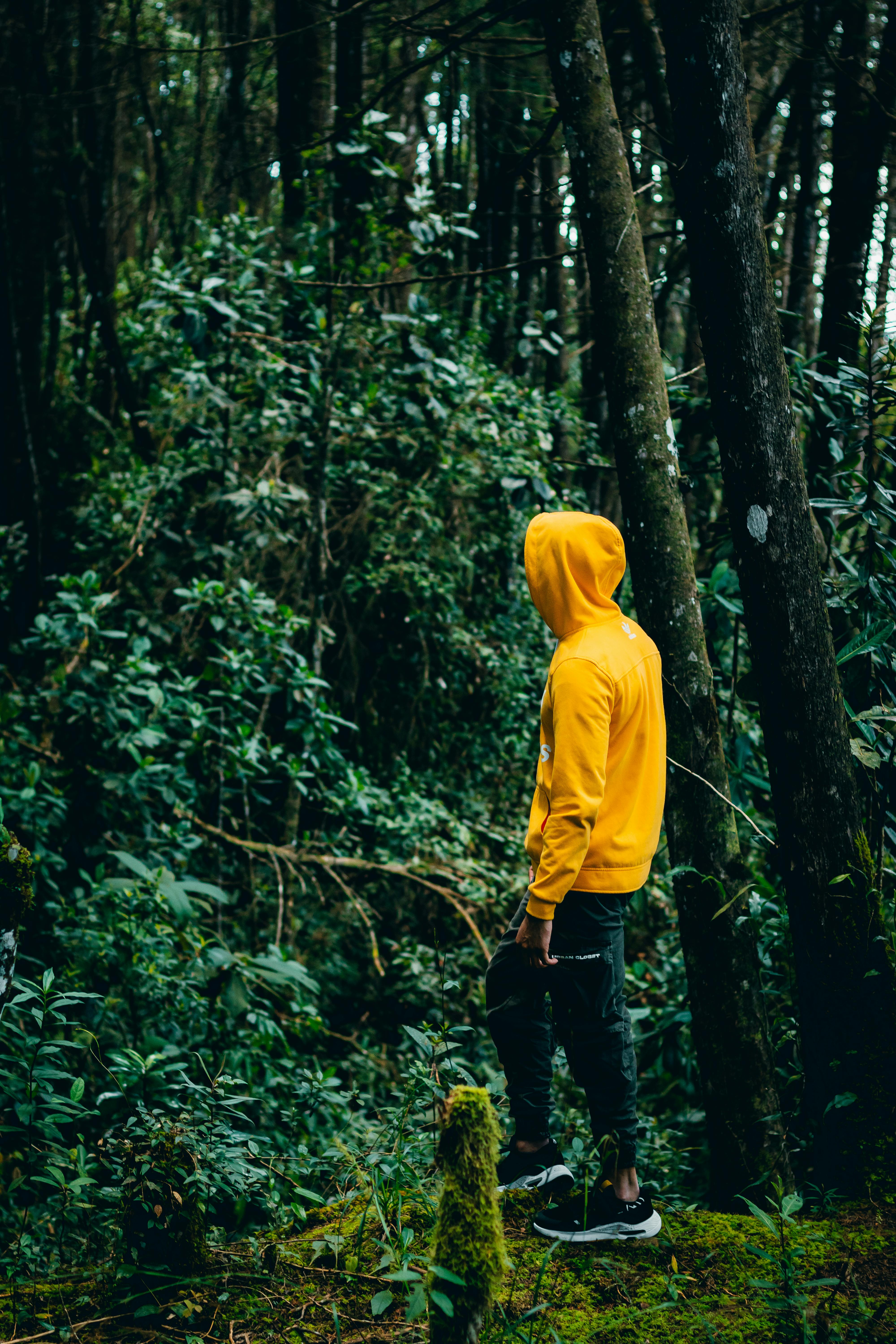 A Person Standing in a Forest · Free Stock Photo
