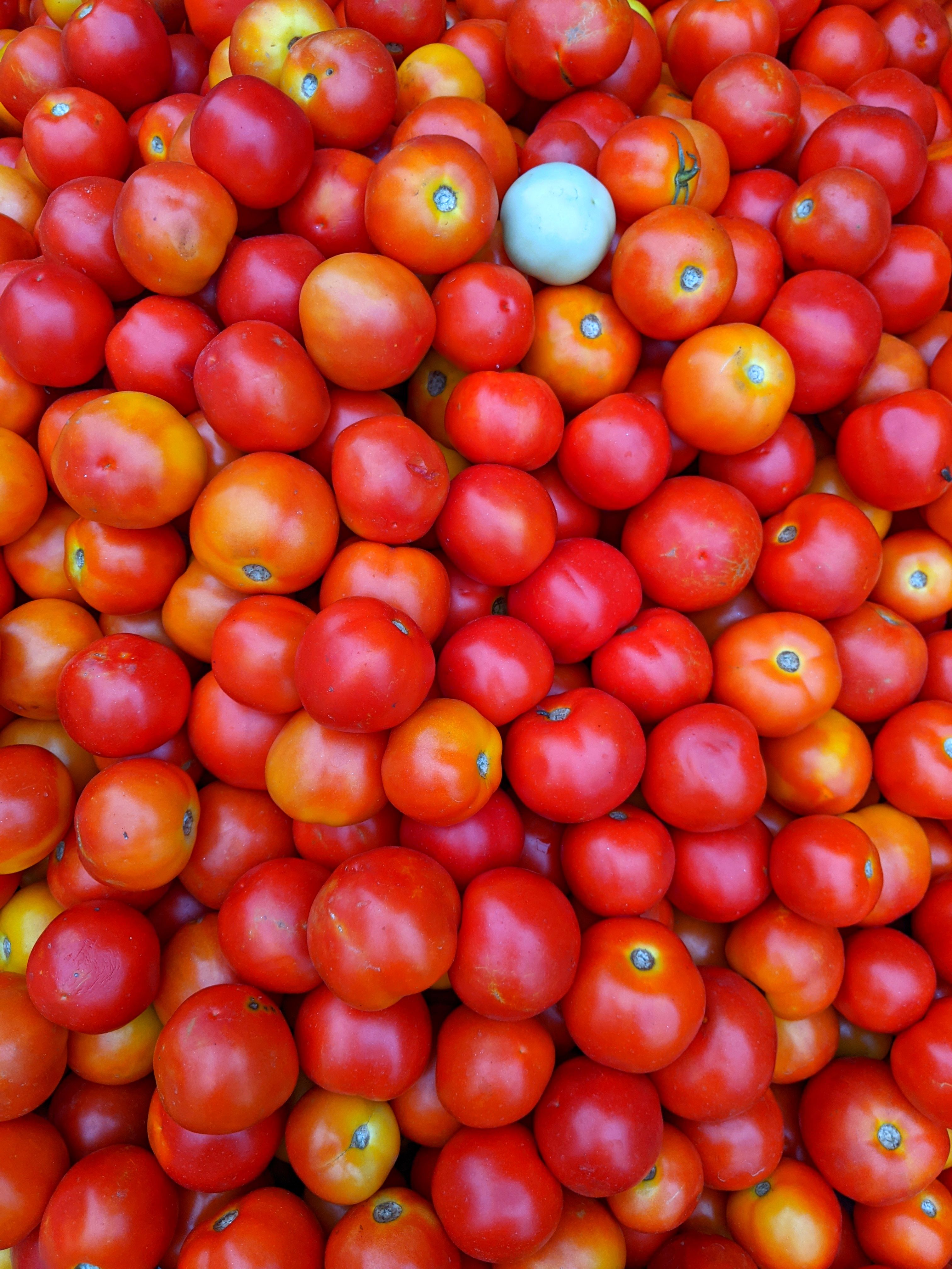Close up of Tomatoes · Free Stock Photo