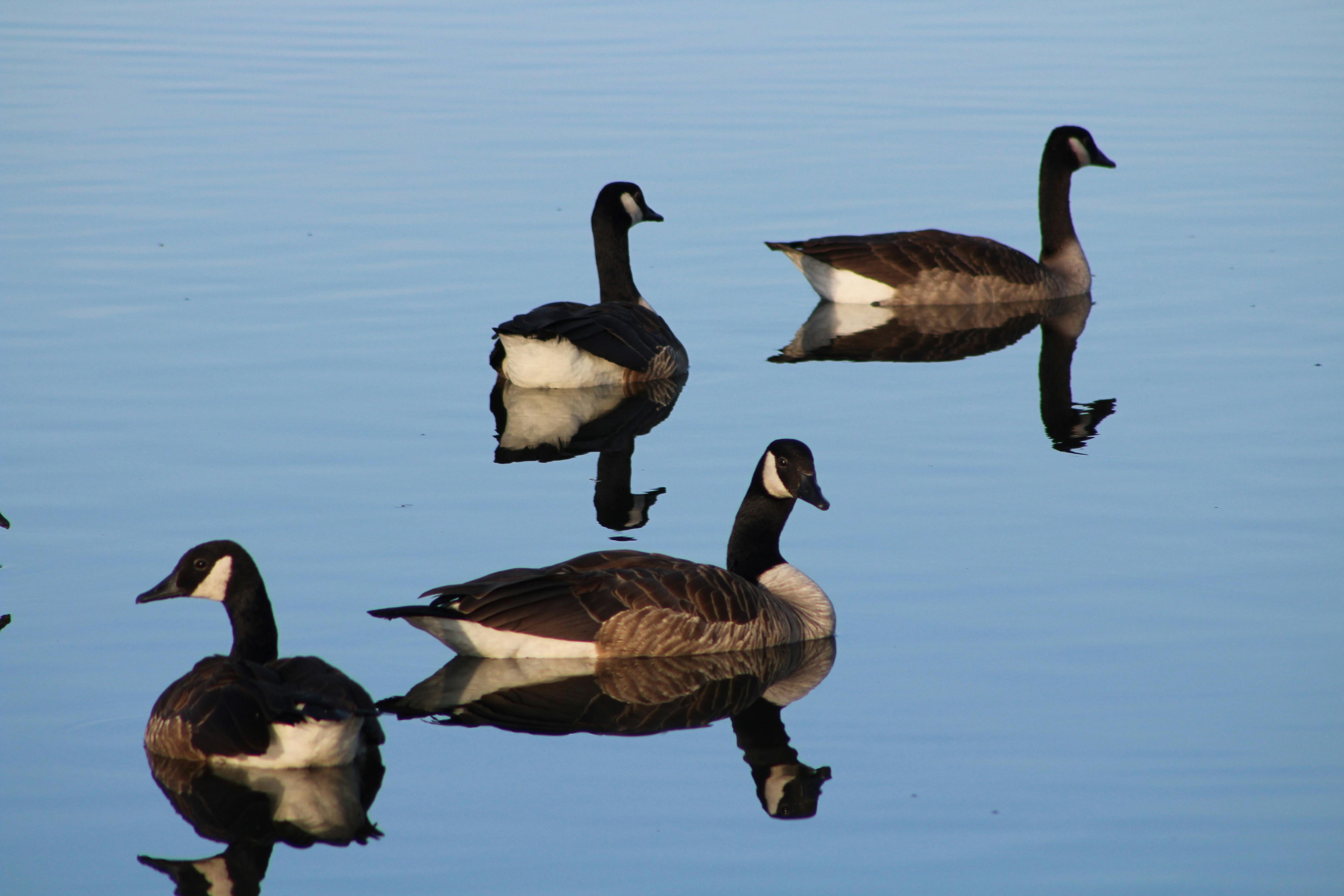 Free stock photo of geese