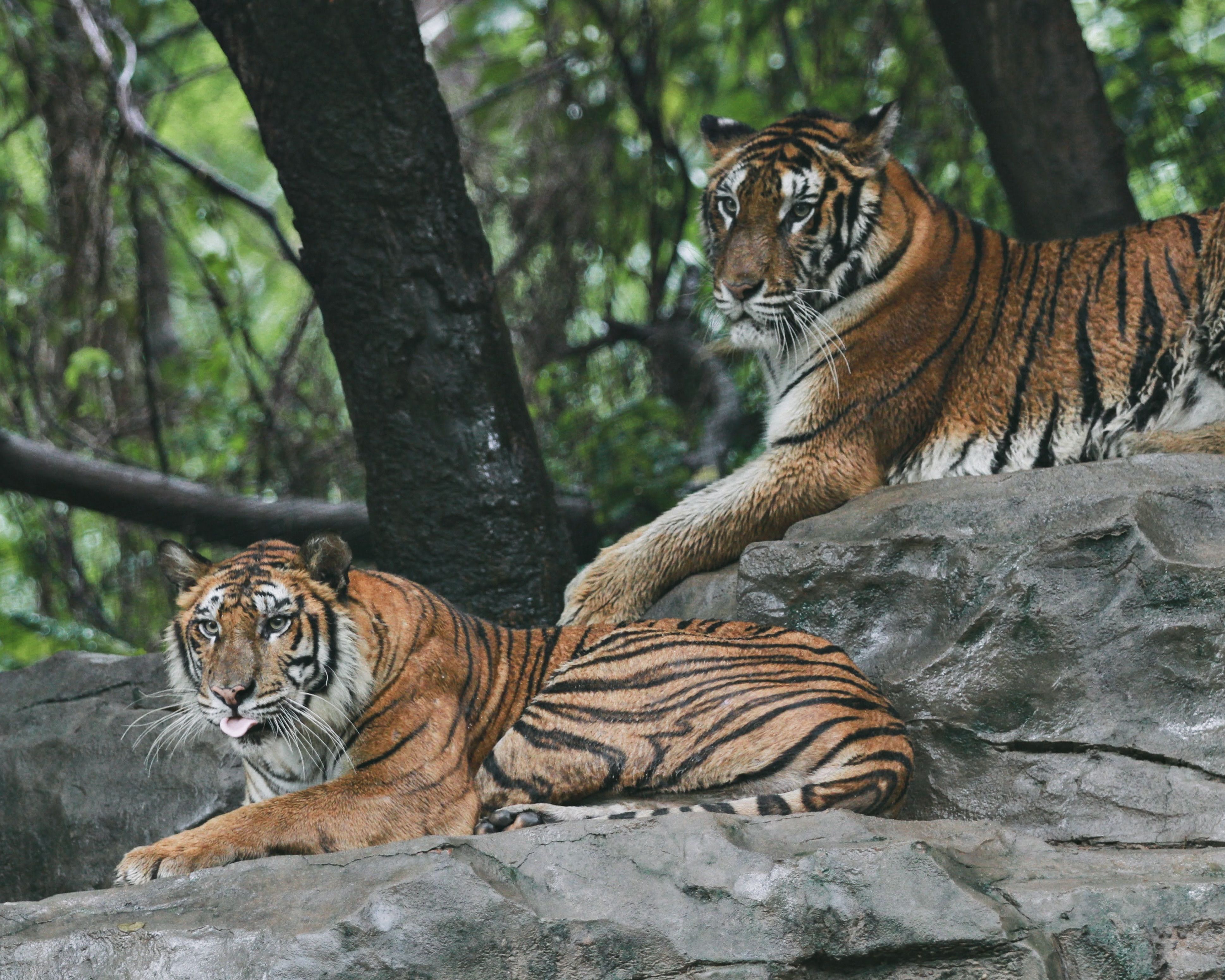Tigers Portrait Photos, Download The BEST Free Tigers Portrait Stock ...
