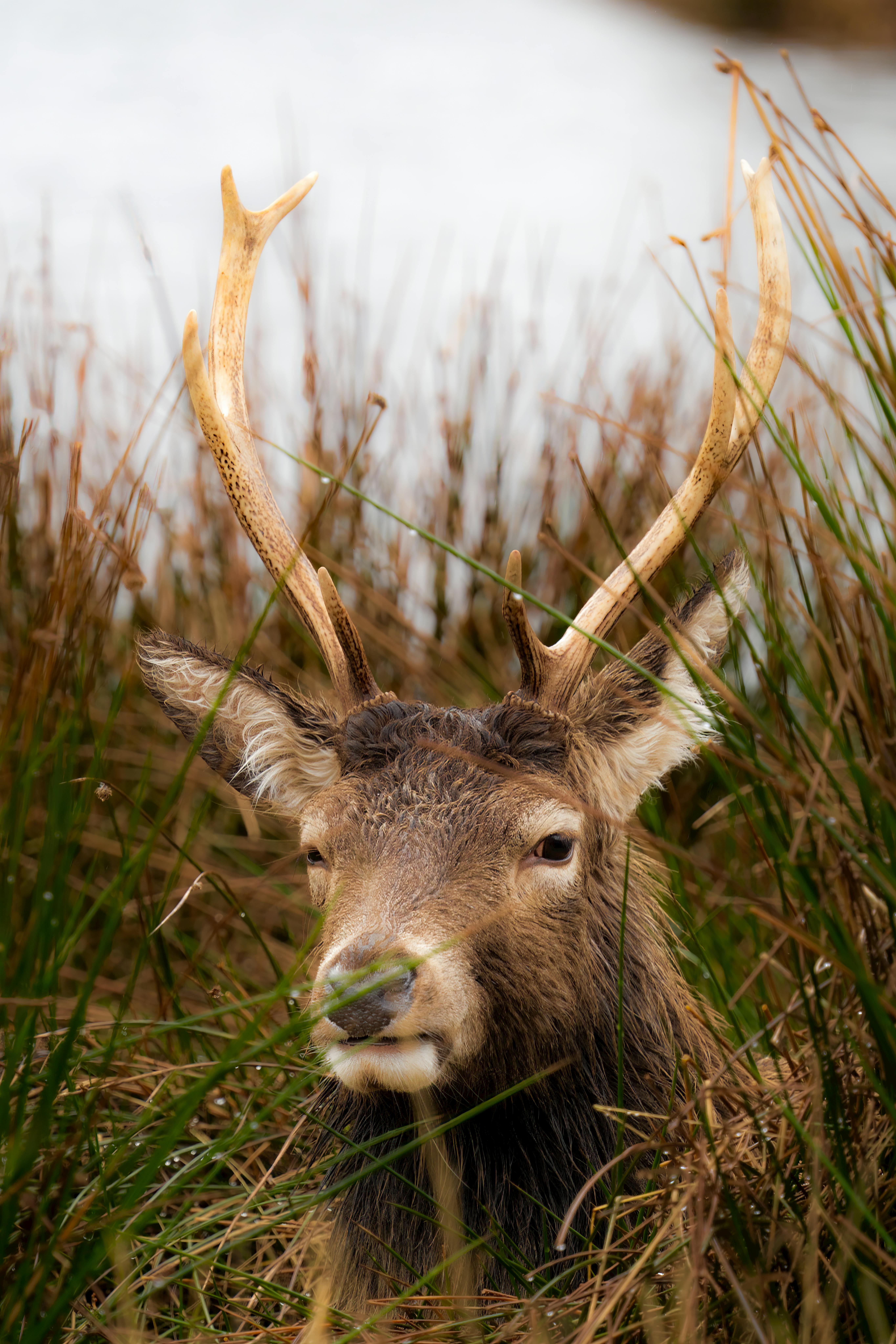 Red Deer Head Sticking Out of the Riverside Rushes · Free Stock Photo