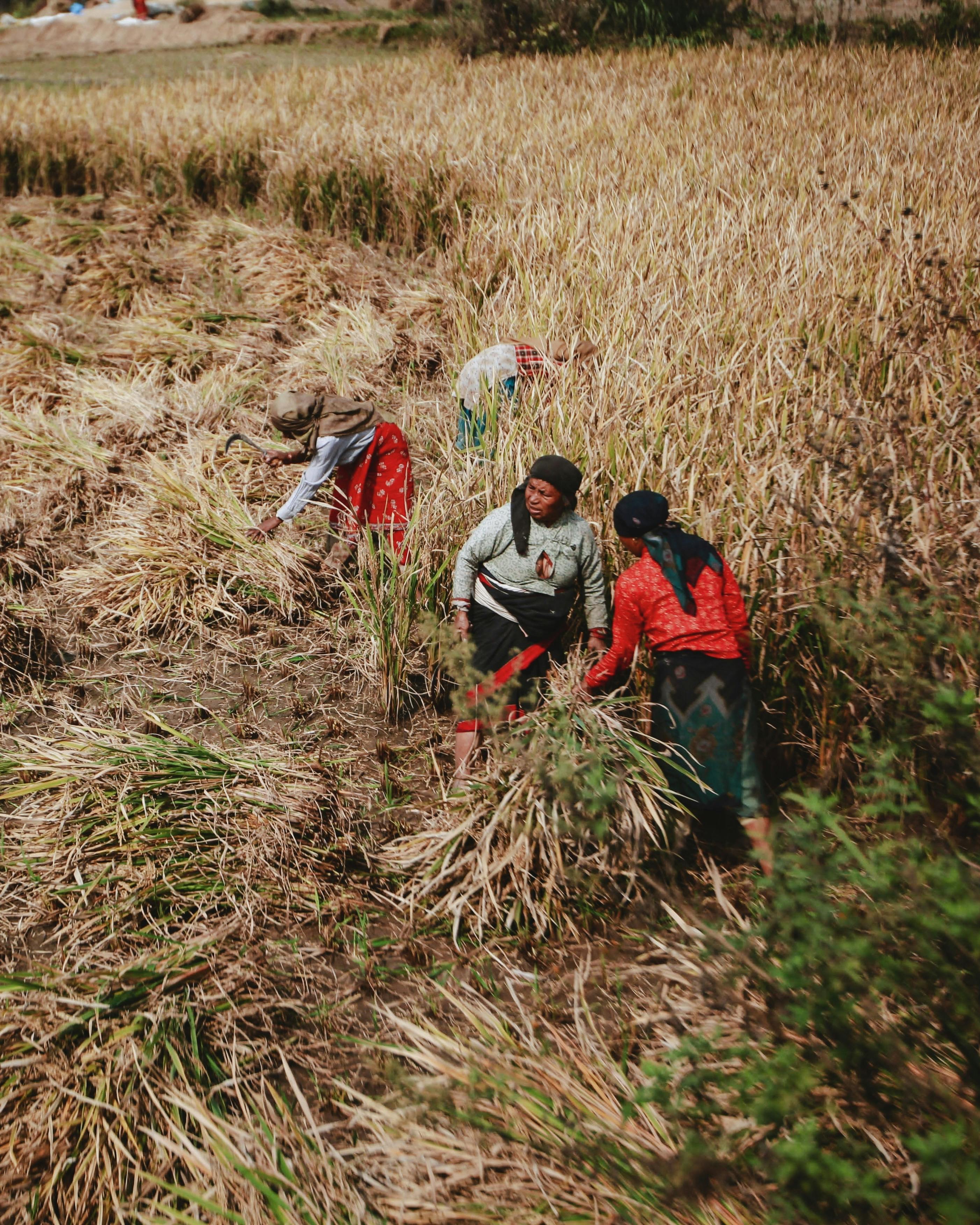 Women Working in a Rice Field · Free Stock Photo