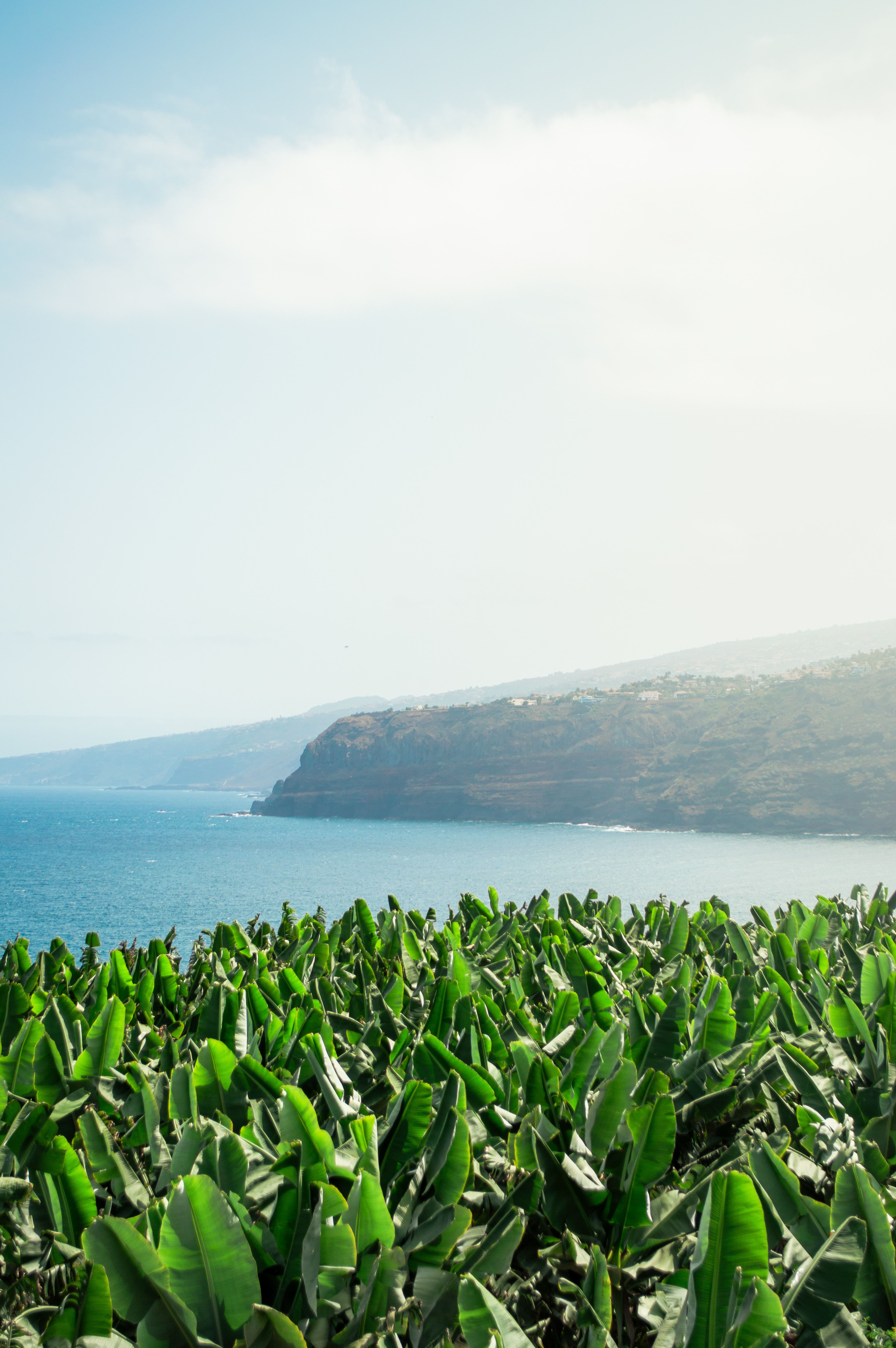 View of a Banana Plantation on the Shore · Free Stock Photo