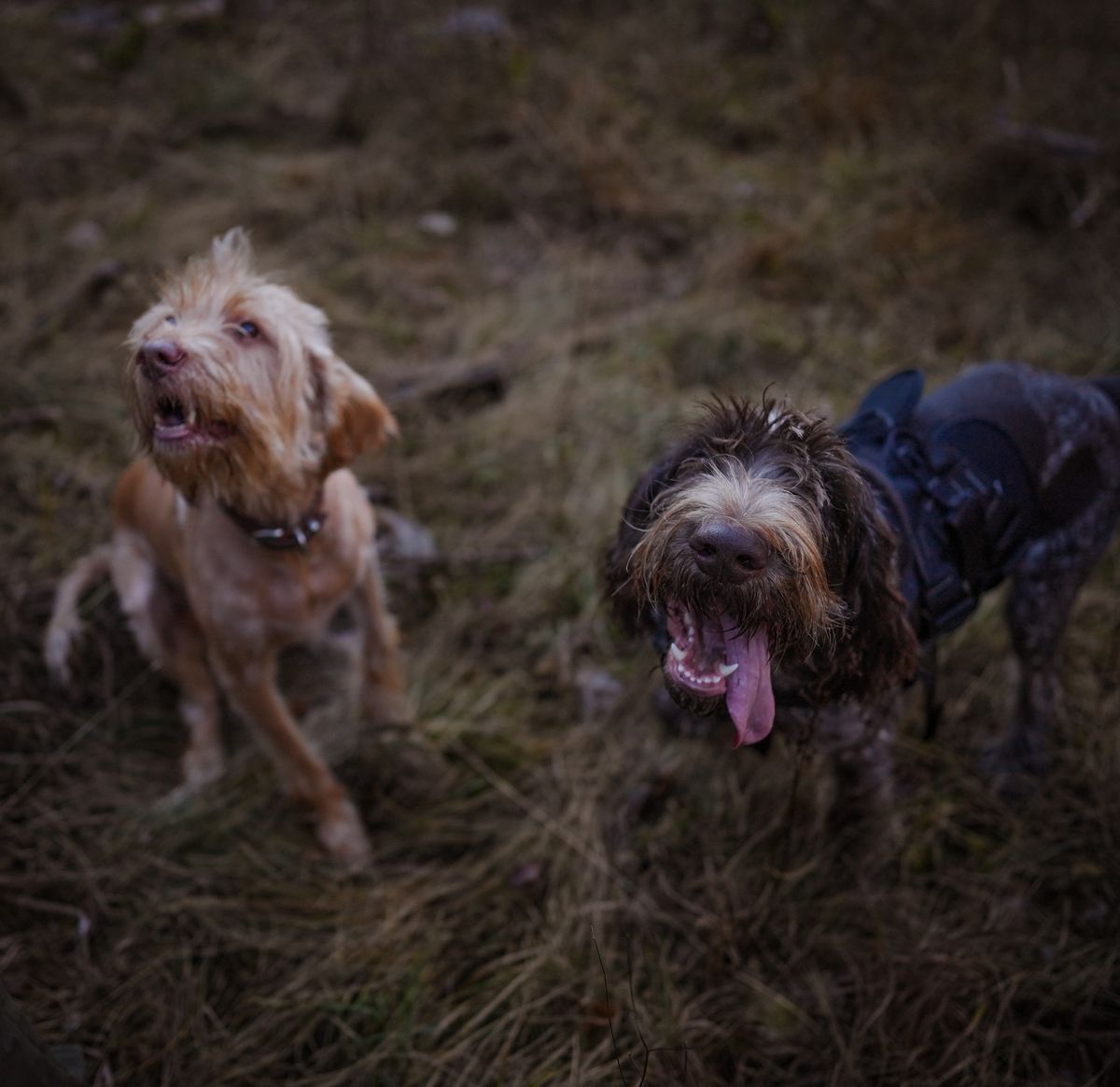 Small Dogs Photos, Download The BEST Free Small Dogs Stock Photos & HD ...