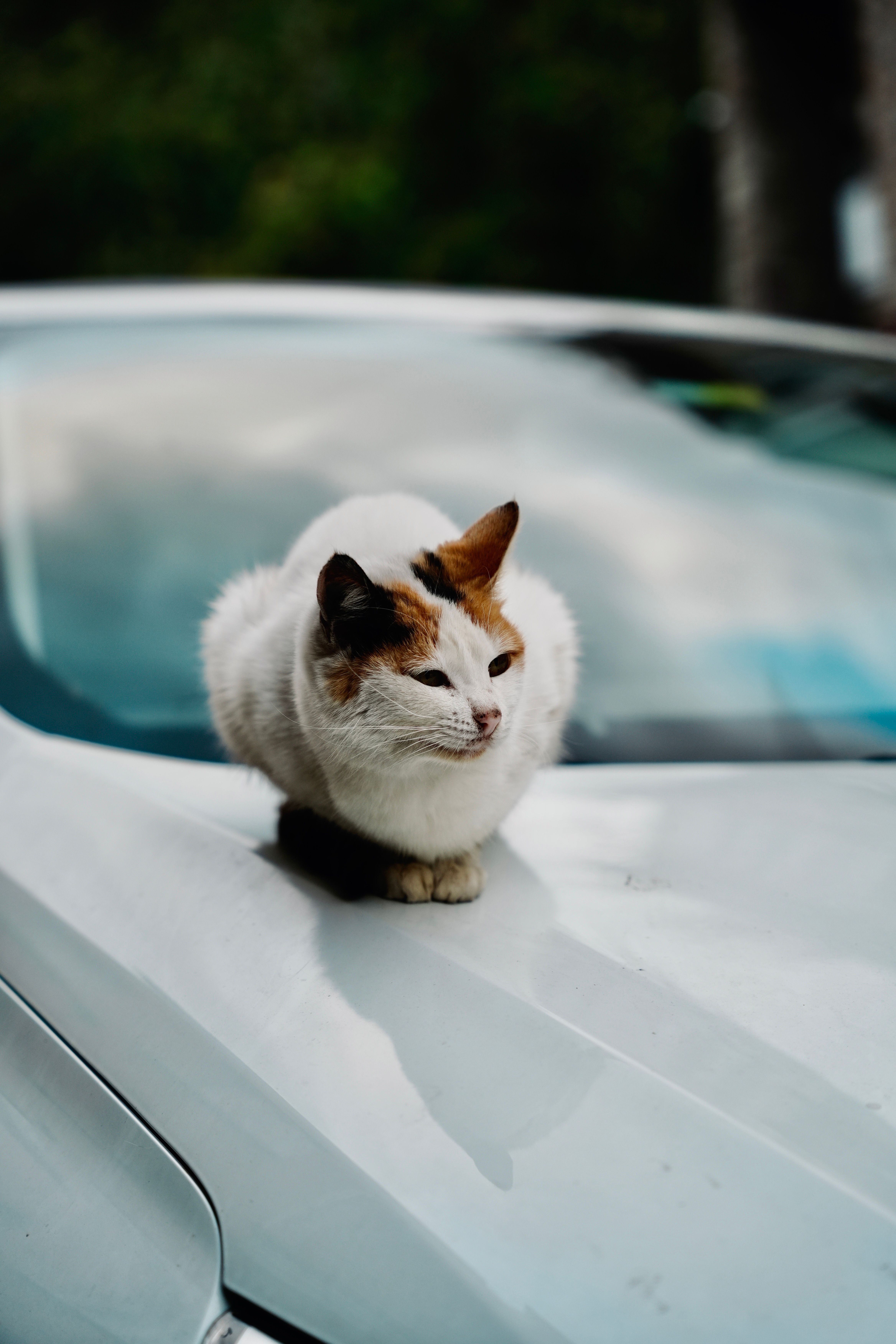 Curled Up Cat Sitting on the Hood of the Car · Free Stock Photo