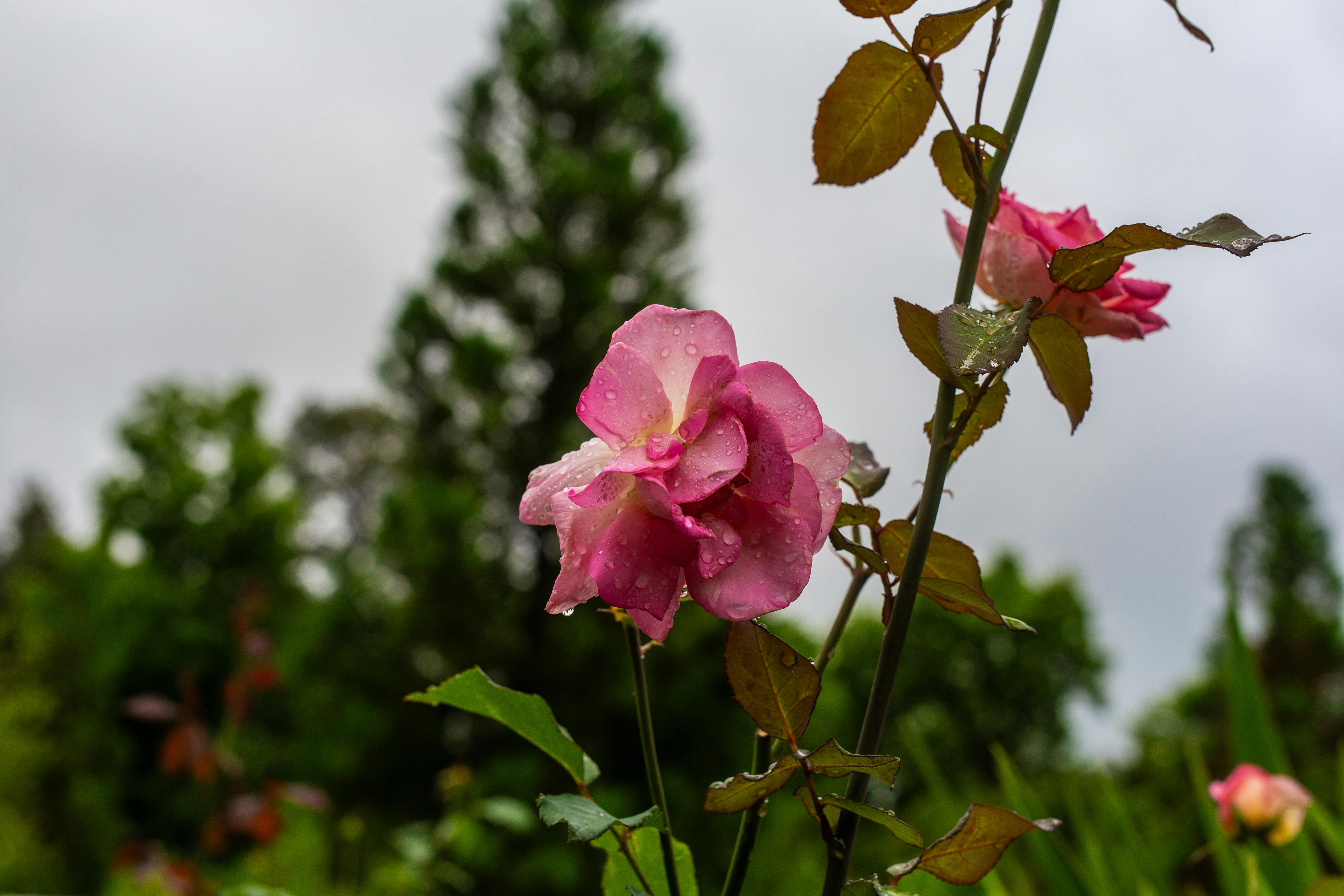 Raining Roses Photos, Download The BEST Free Raining Roses Stock Photos ...