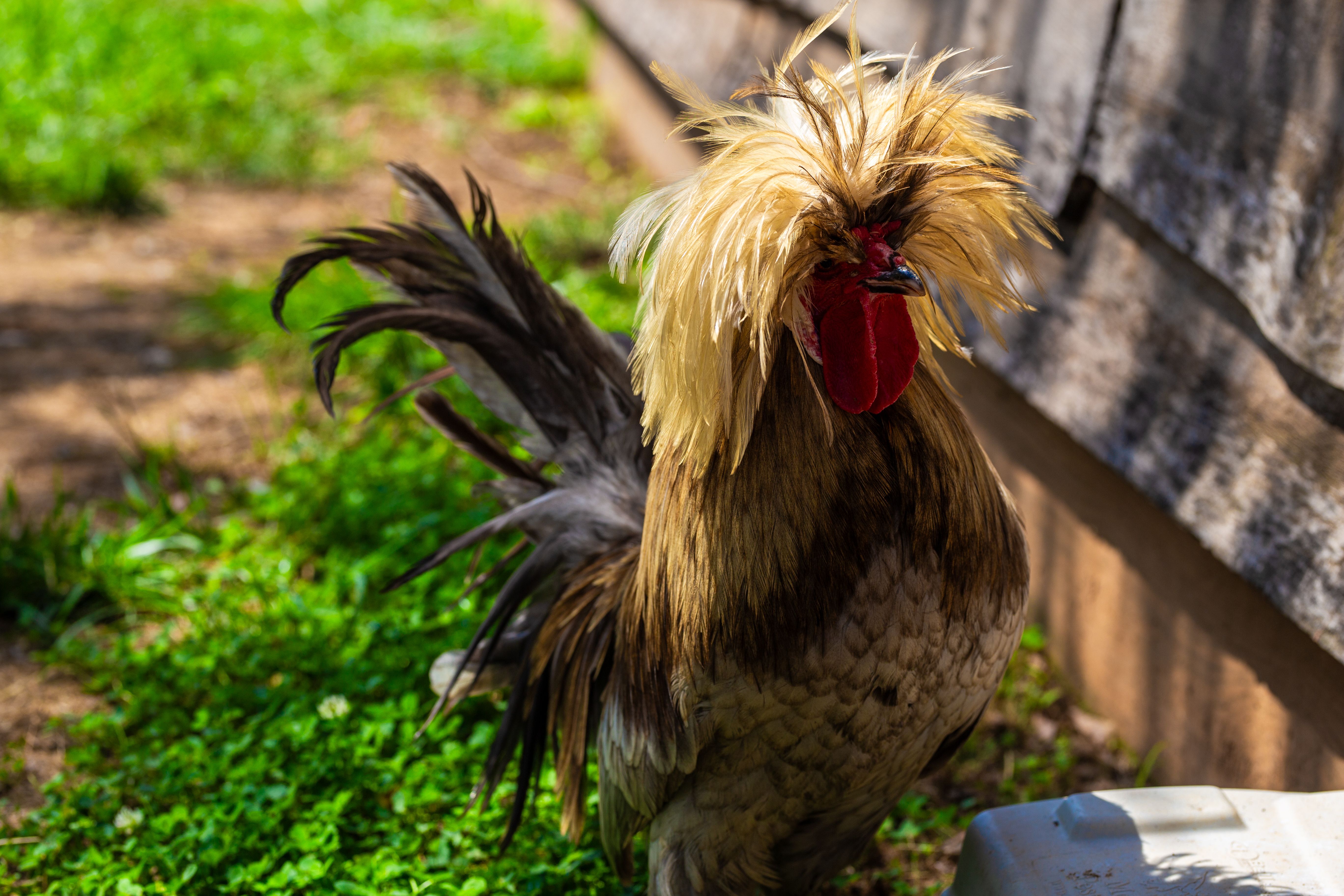 Silkie Chicken Photos, Download The BEST Free Silkie Chicken Stock ...
