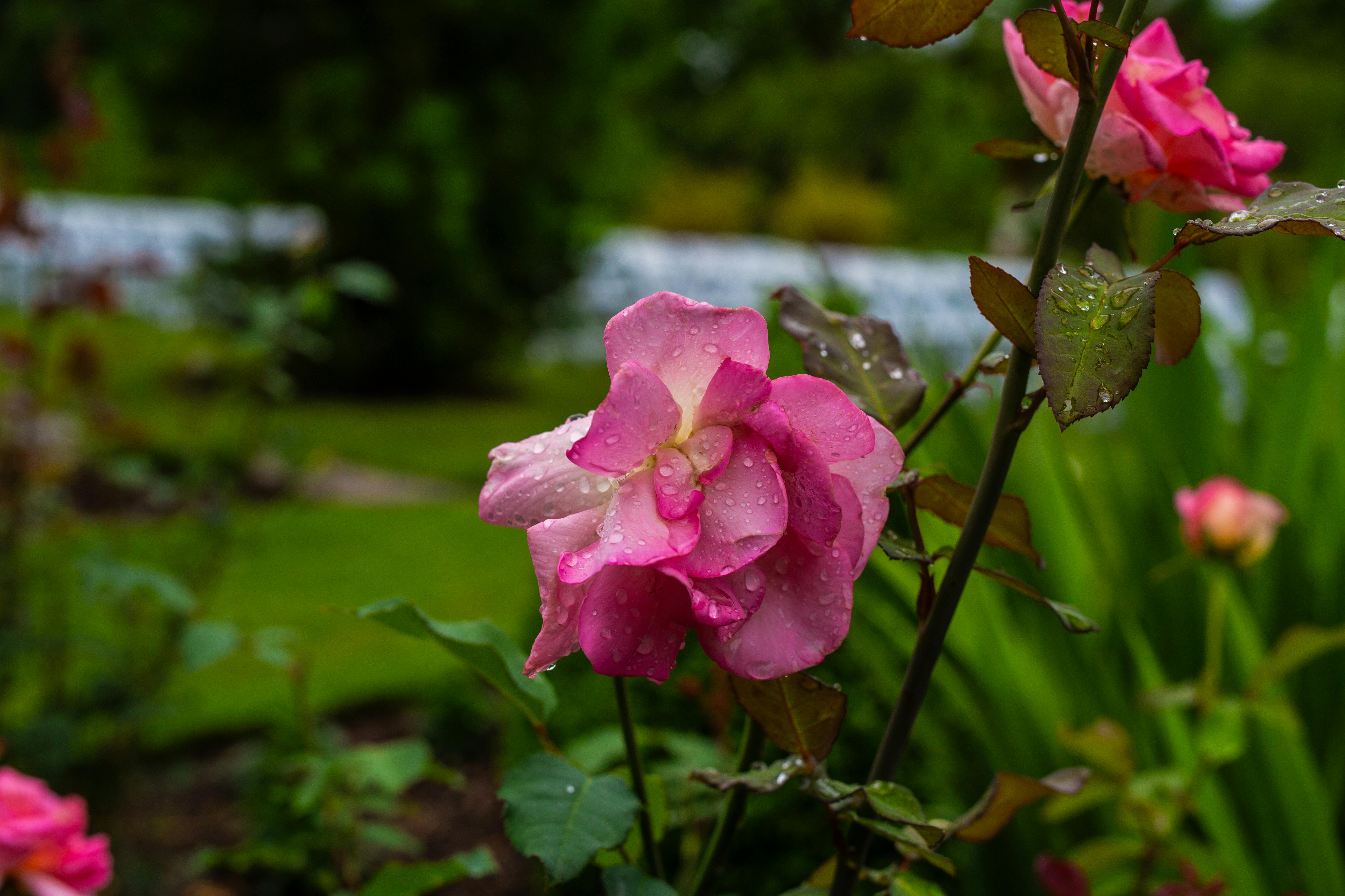 Raindrops on Leaves and Pink Petals of a Rose in the Garden · Free ...