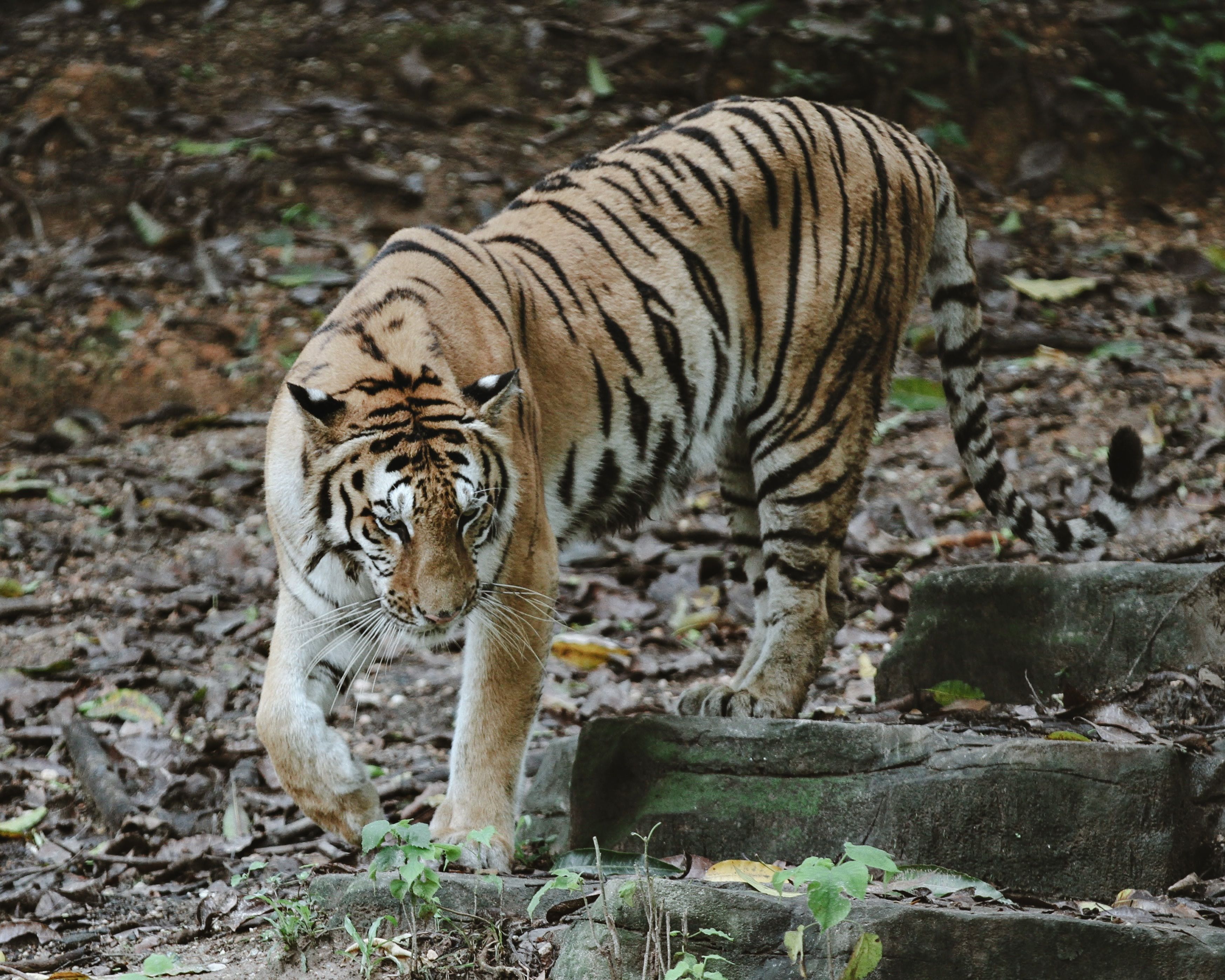 16.678+ Fotos y Imágenes de Tigre rayado Gratis · Banco de Fotos Gratis