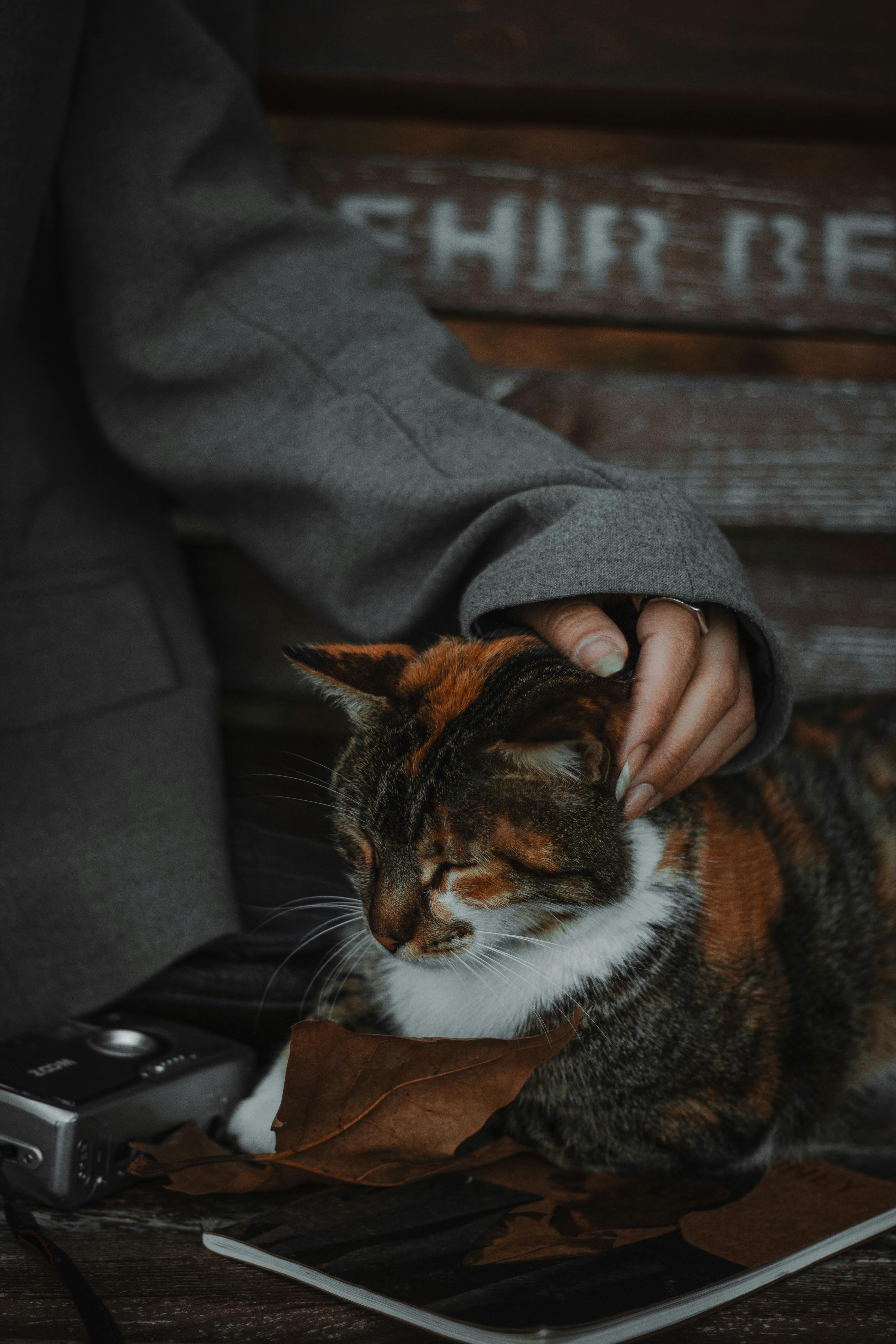 Woman Hand Patting Cat · Free Stock Photo