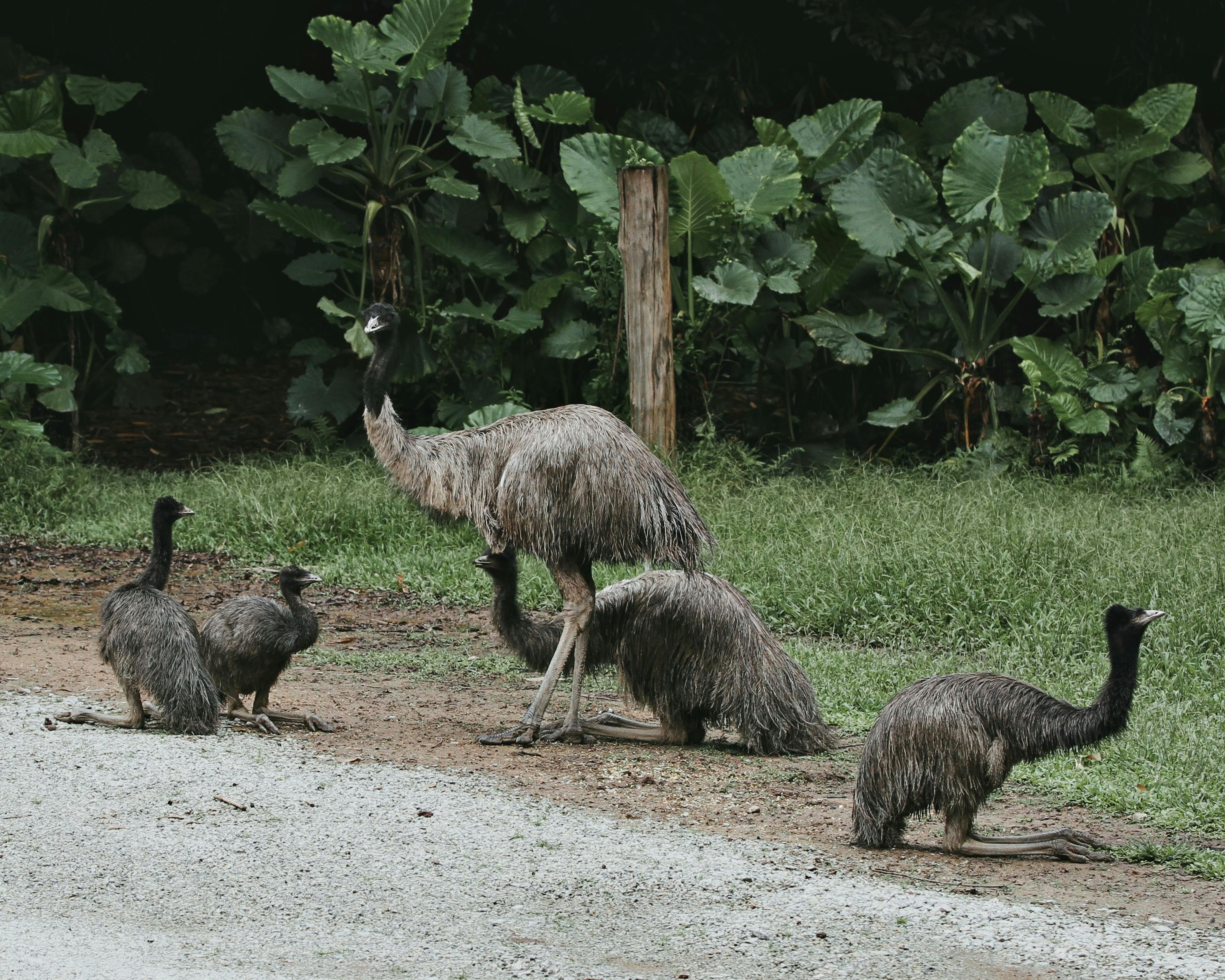Emu Behavior Photos, Download The BEST Free Emu Behavior Stock Photos ...