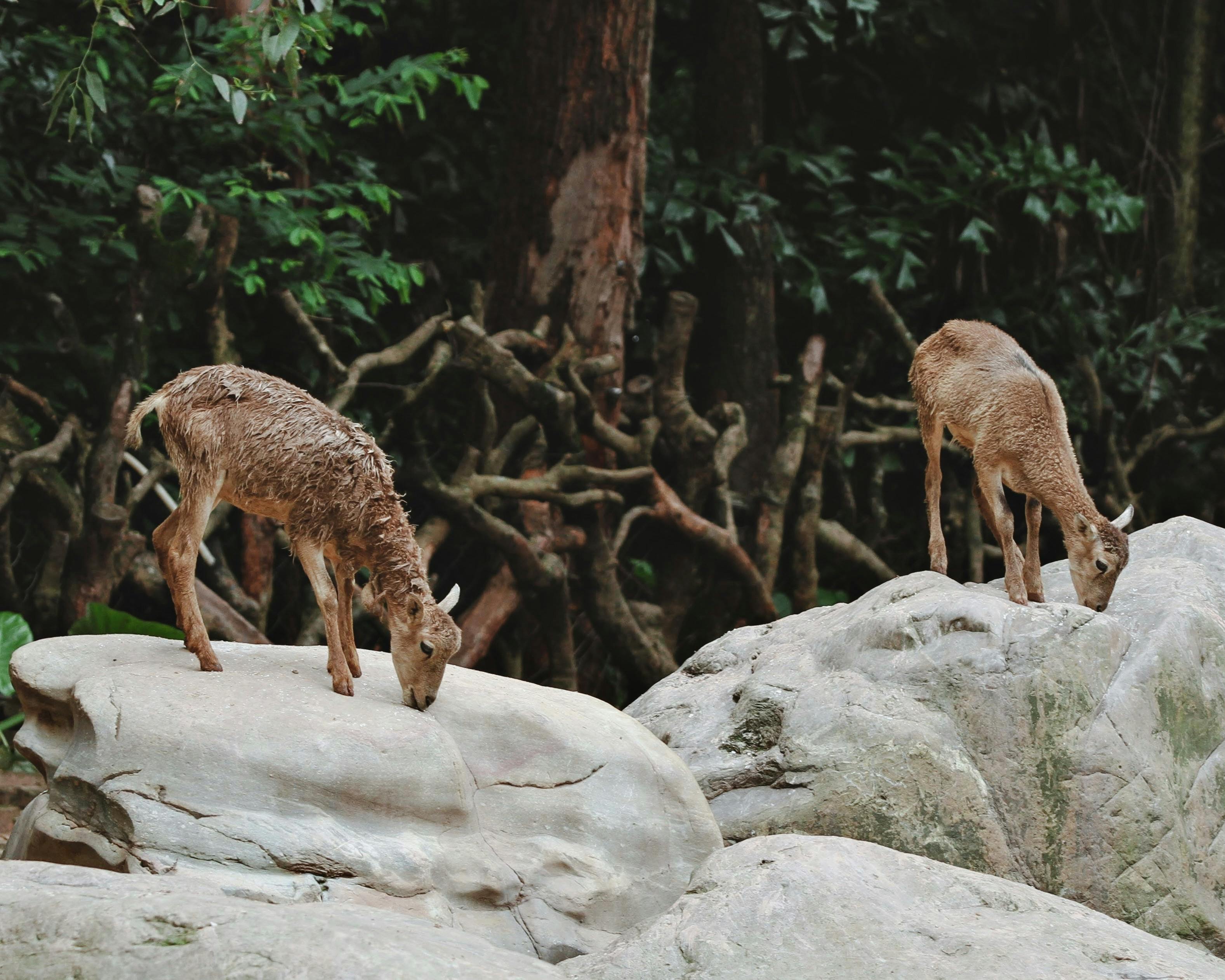 Photo of Deer Mating · Free Stock Photo