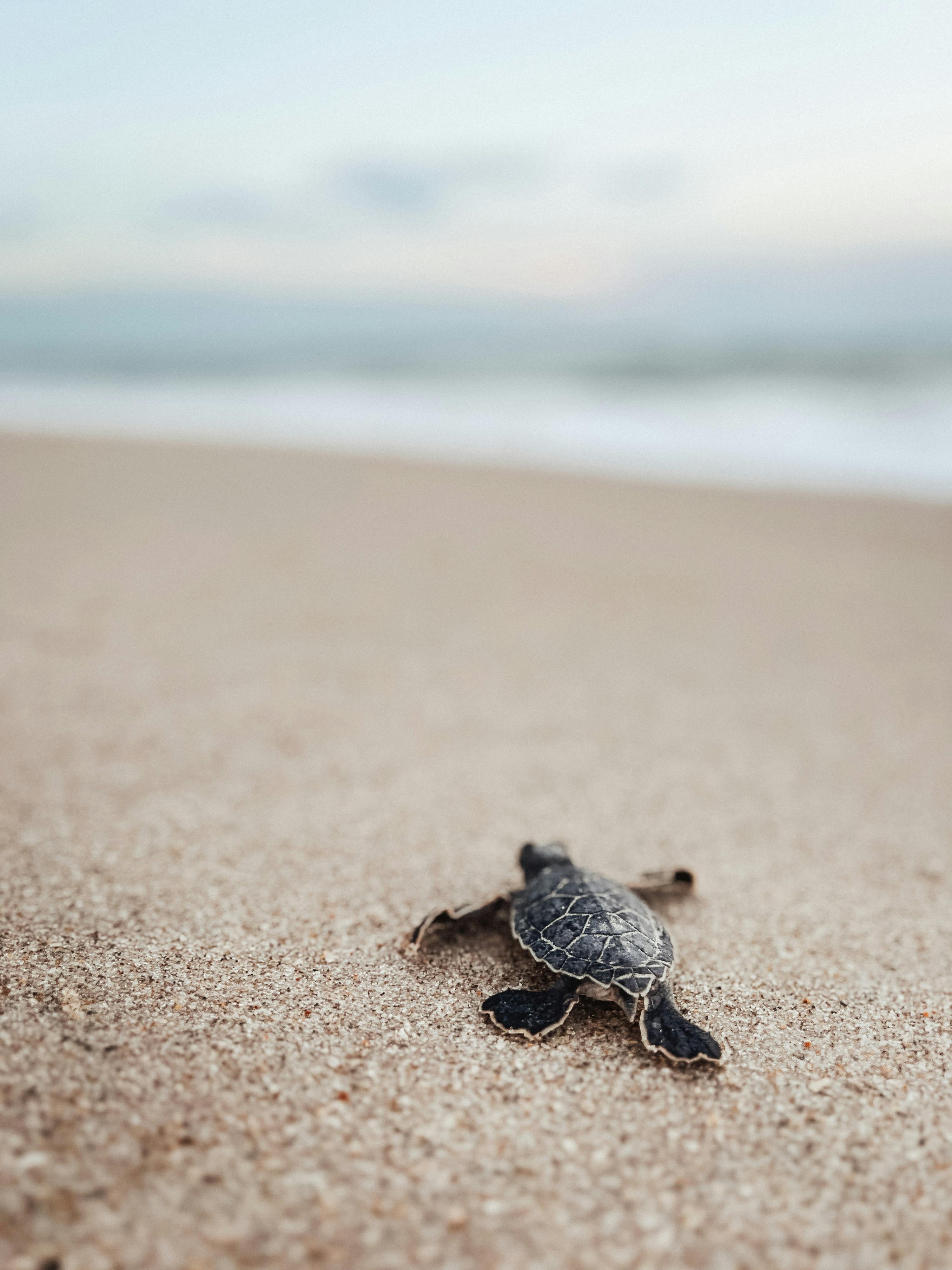 Turtle Hatchling on Beach · Free Stock Photo
