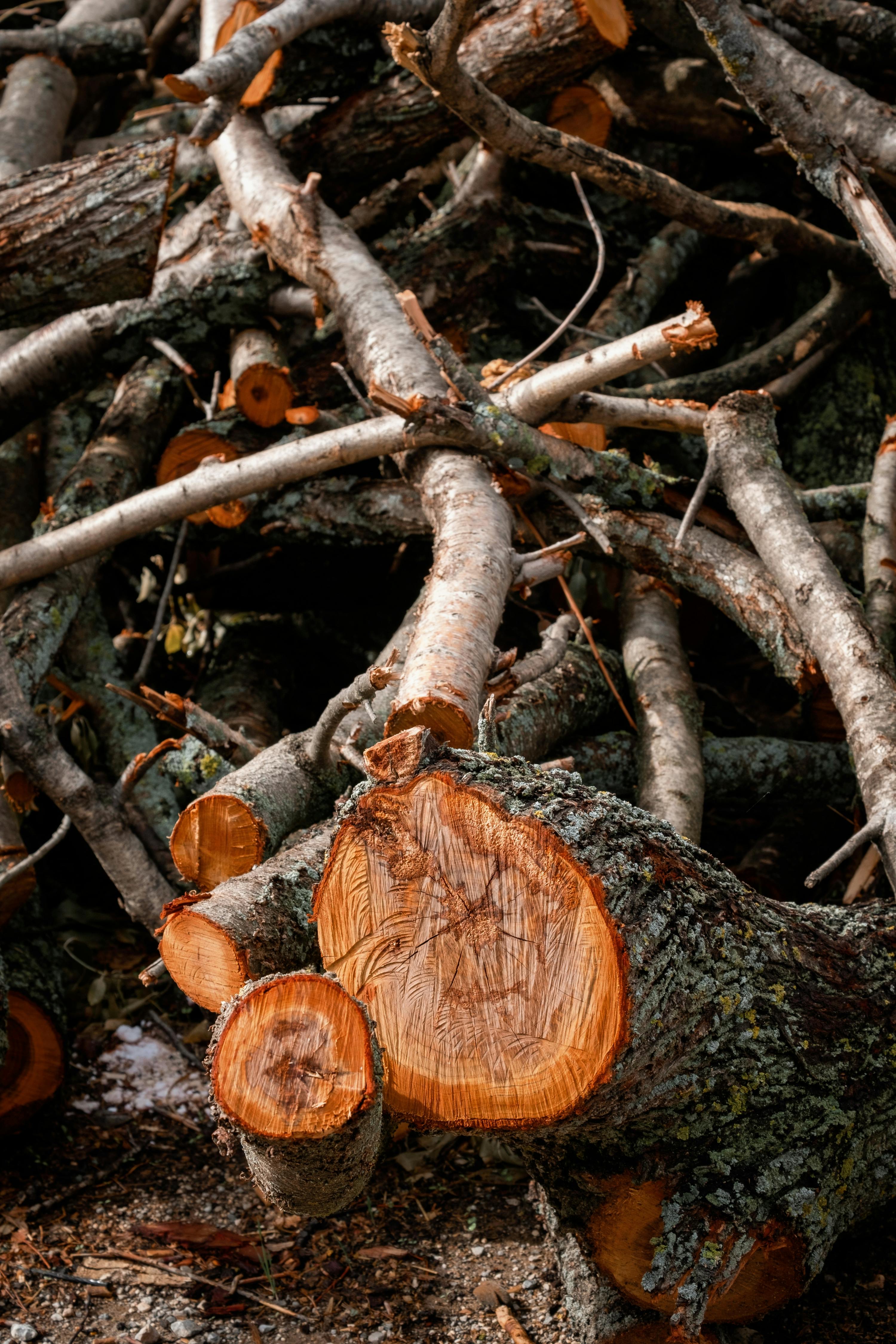 Tree Felling Photos, Download The BEST Free Tree Felling Stock Photos ...