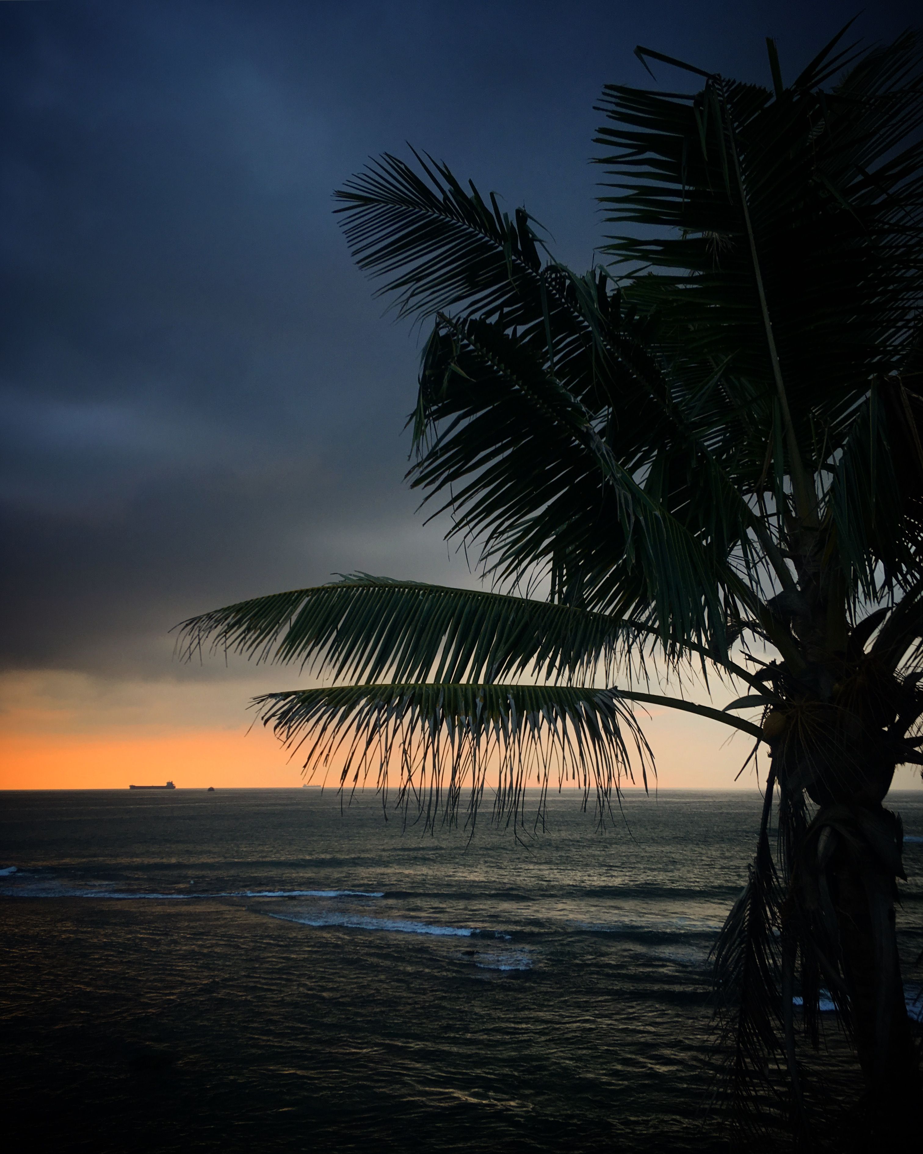 Palm Tree on Sea Shore at Sunste · Free Stock Photo