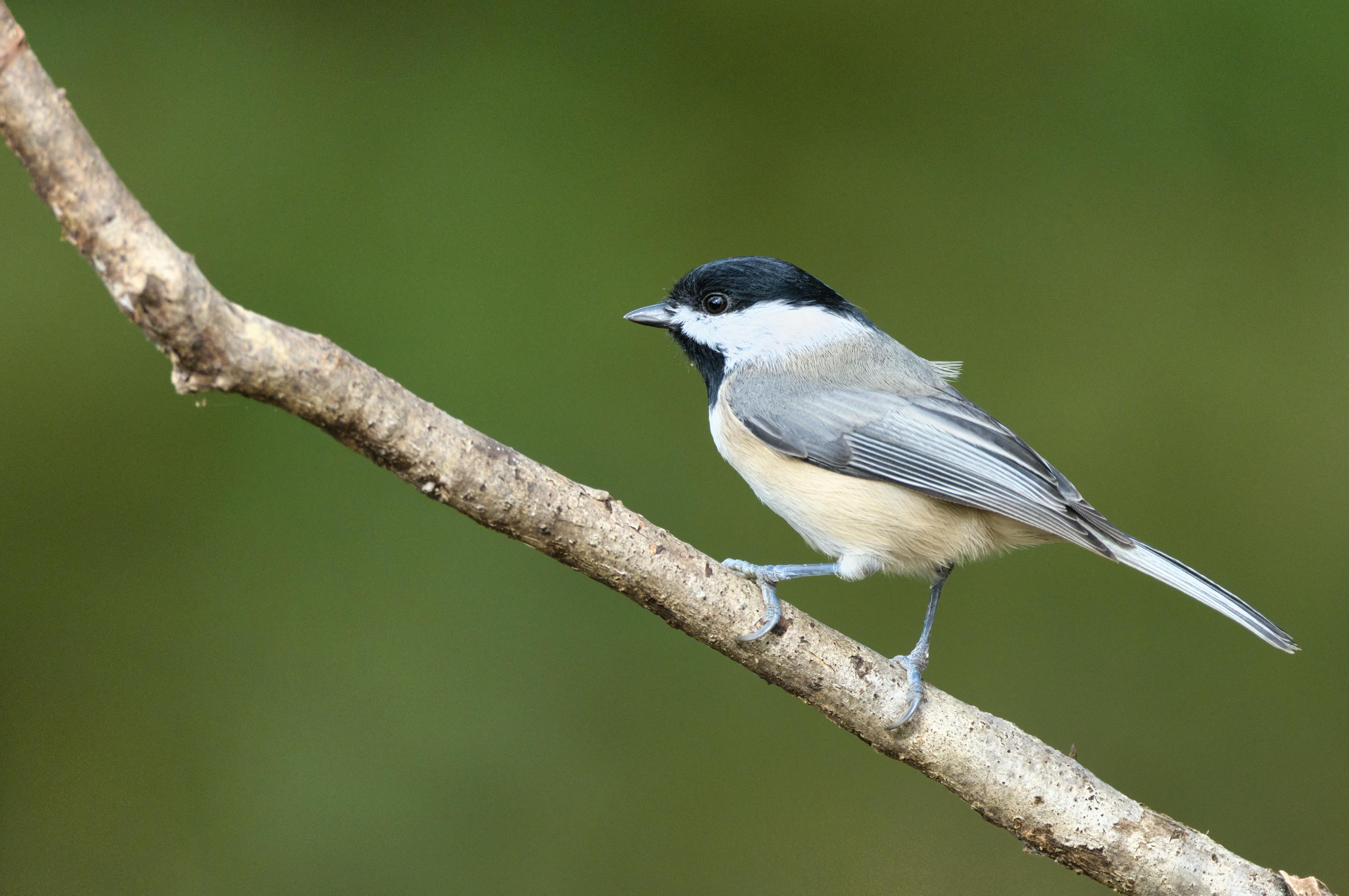 Black-Capped Chickadee on Tree · Free Stock Photo