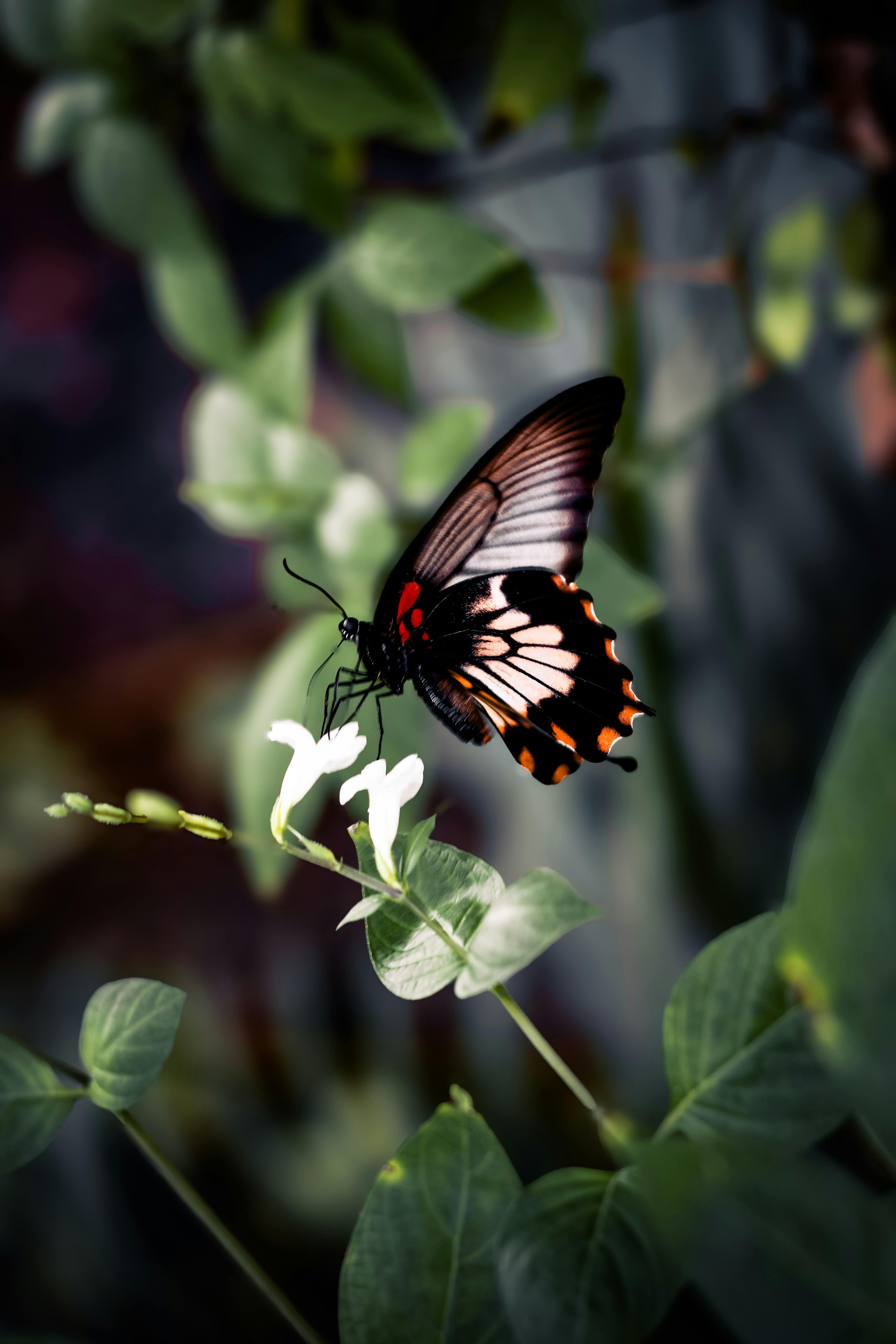 kelebek · Free Stock Photo