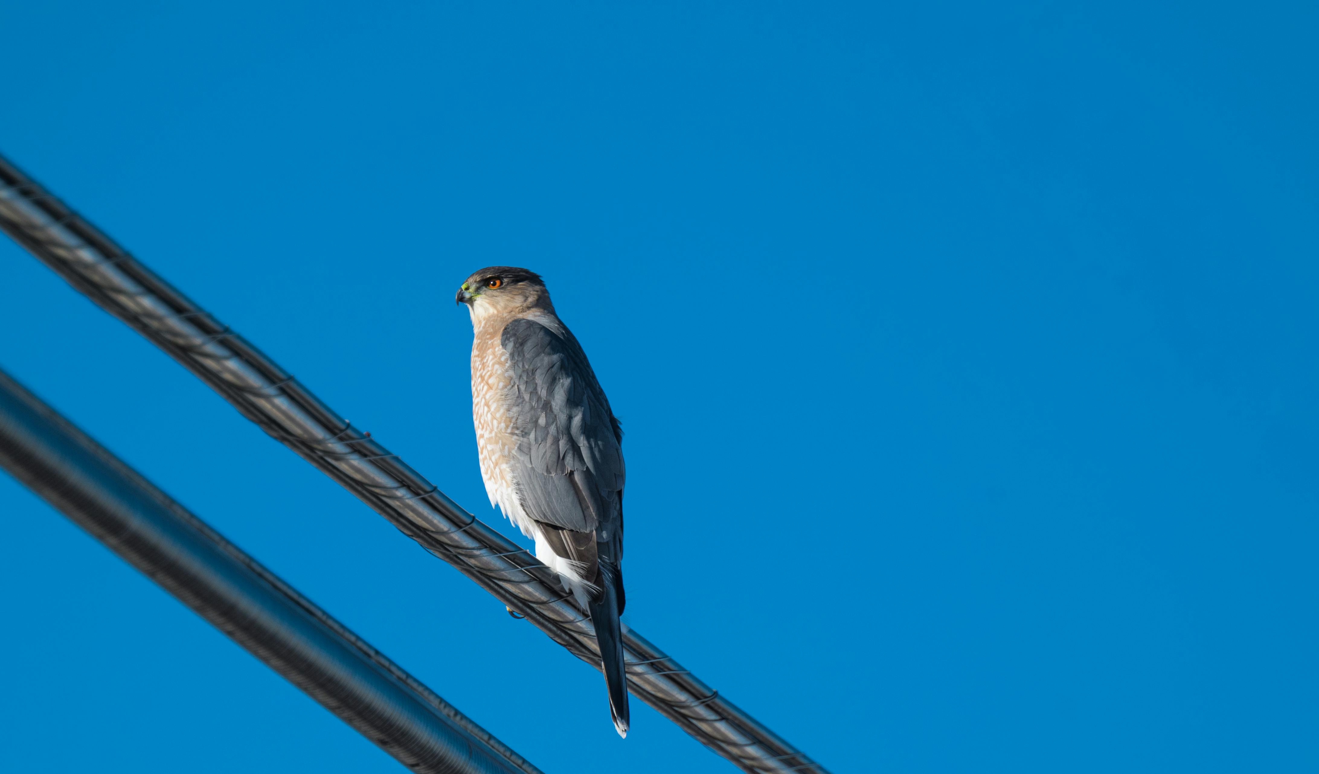 Chris F - Fotografía