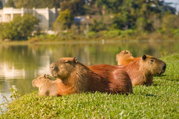 Capybara Photos, Download The BEST Free Capybara Stock Photos & HD Images