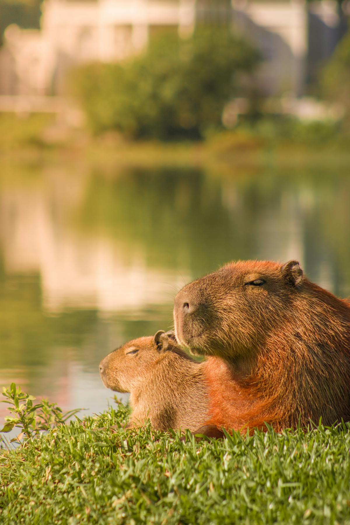 Chibi Capybara Photos, Download The BEST Free Chibi Capybara Stock ...