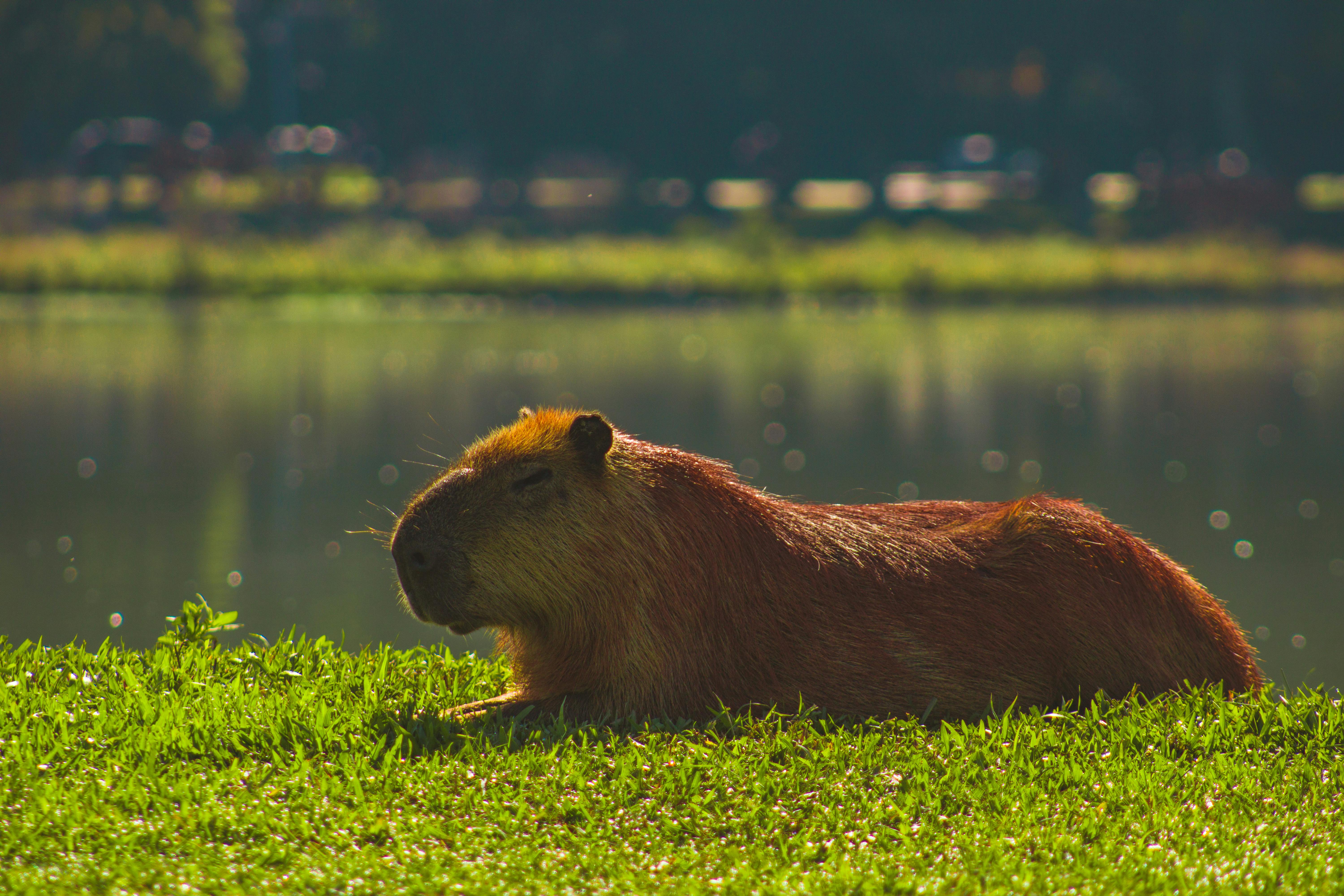 Foto de stock gratuita sobre acostado, capibara, césped, cuerpo de agua ...