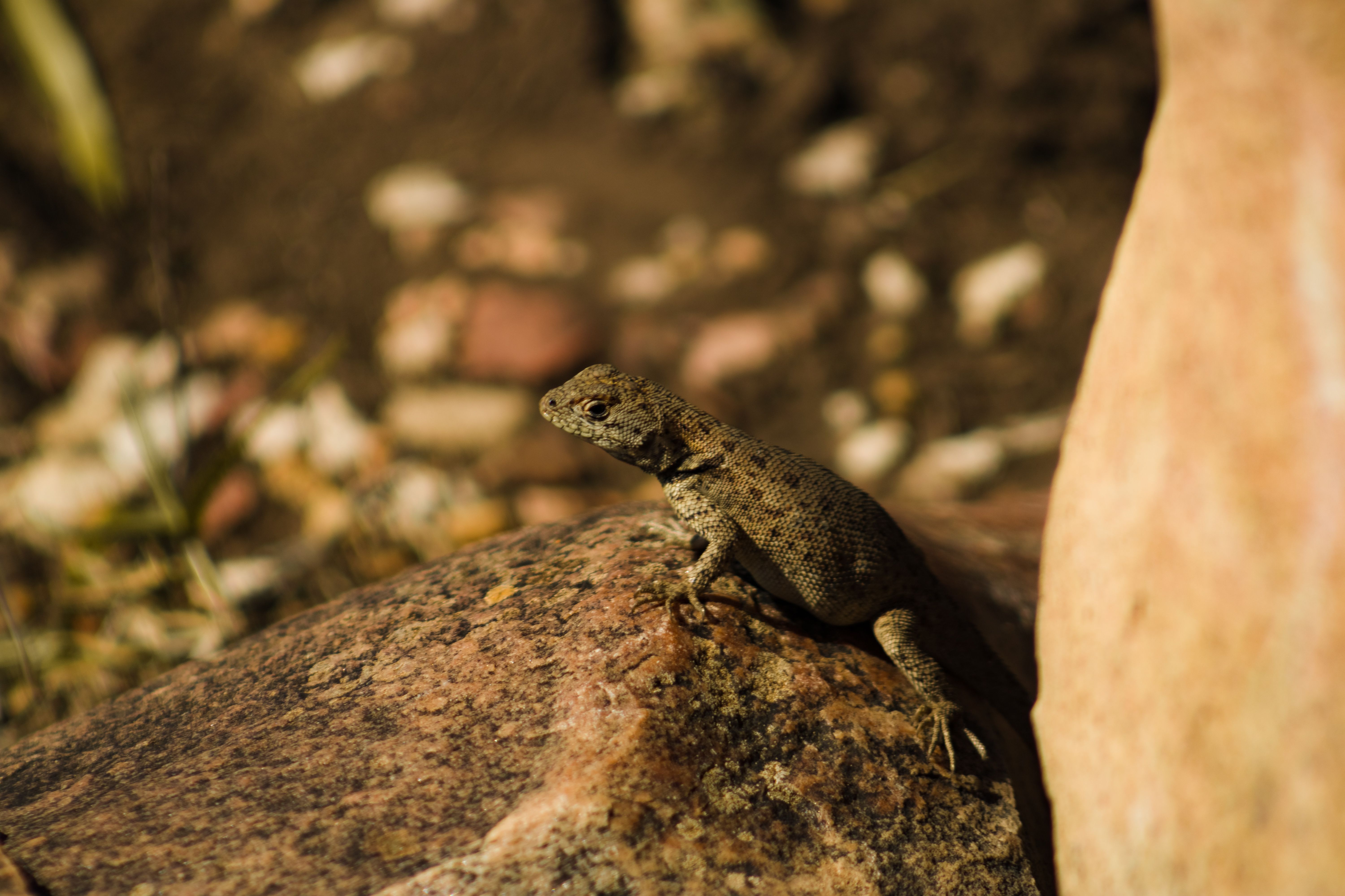 Close-up of a Lizard on a Rock · Free Stock Photo