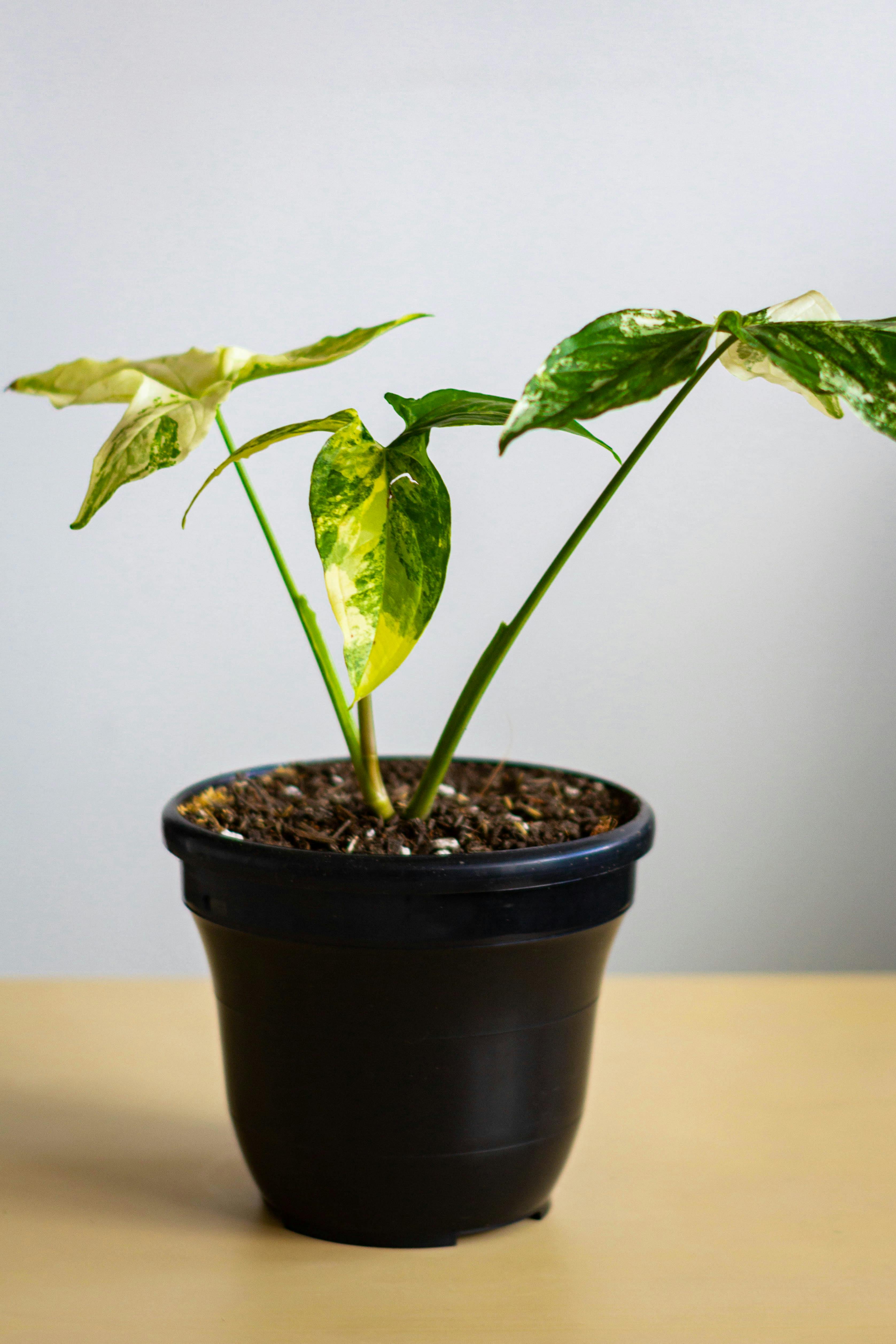 Singonio | Singonio variegado | Syngonium · Free Stock Photo