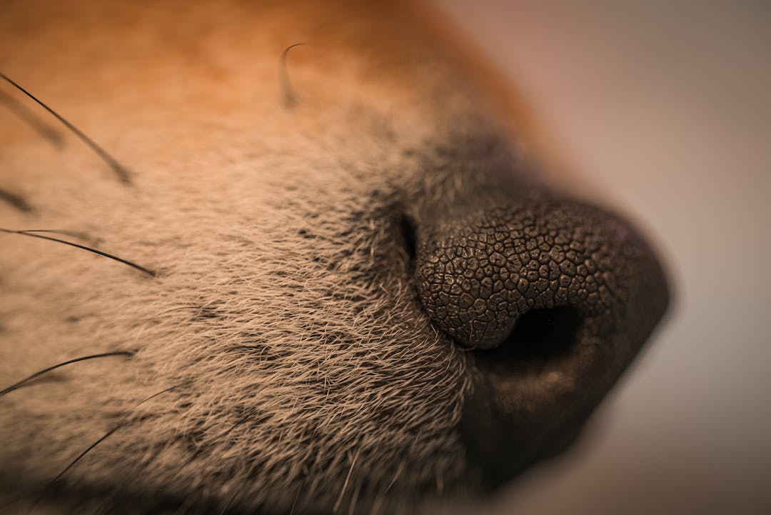 Understanding Canine Throat Anatomy and Respiratory Health