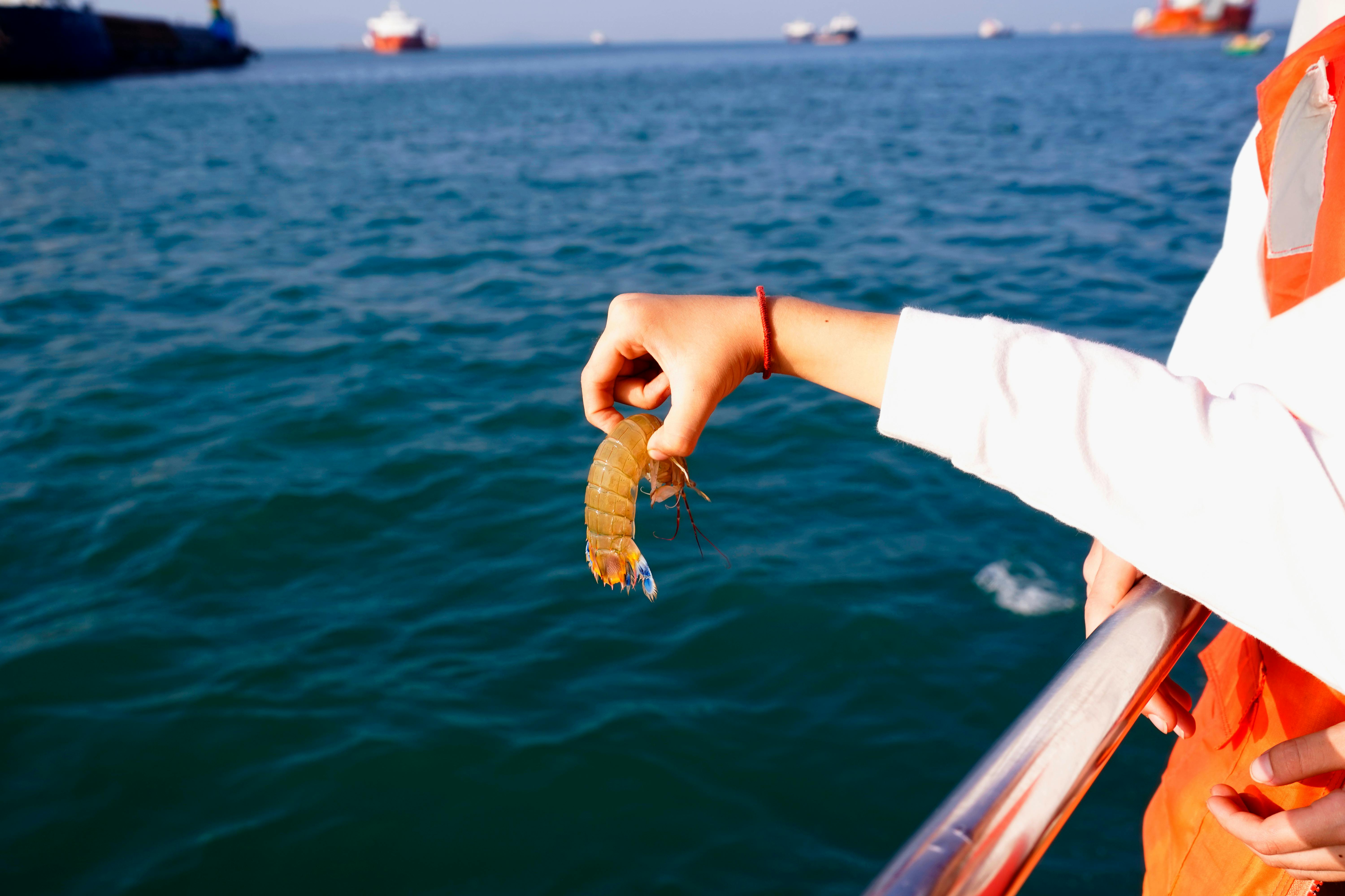 Shrimp Animal Photos, Download The BEST Free Shrimp Animal Stock Photos ...