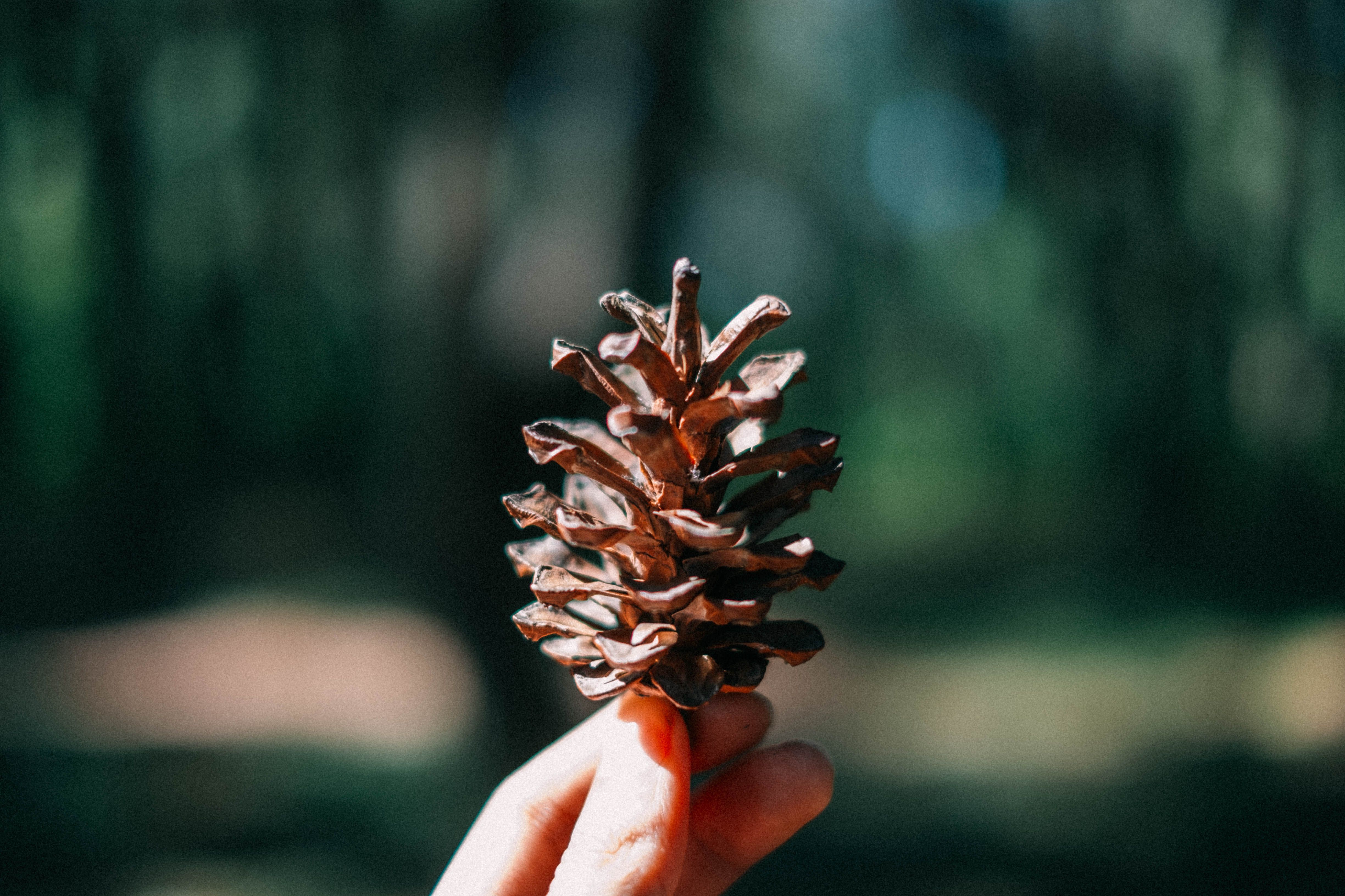 Corrugated Bark of Conifer Tree Trunk · Free Stock Photo